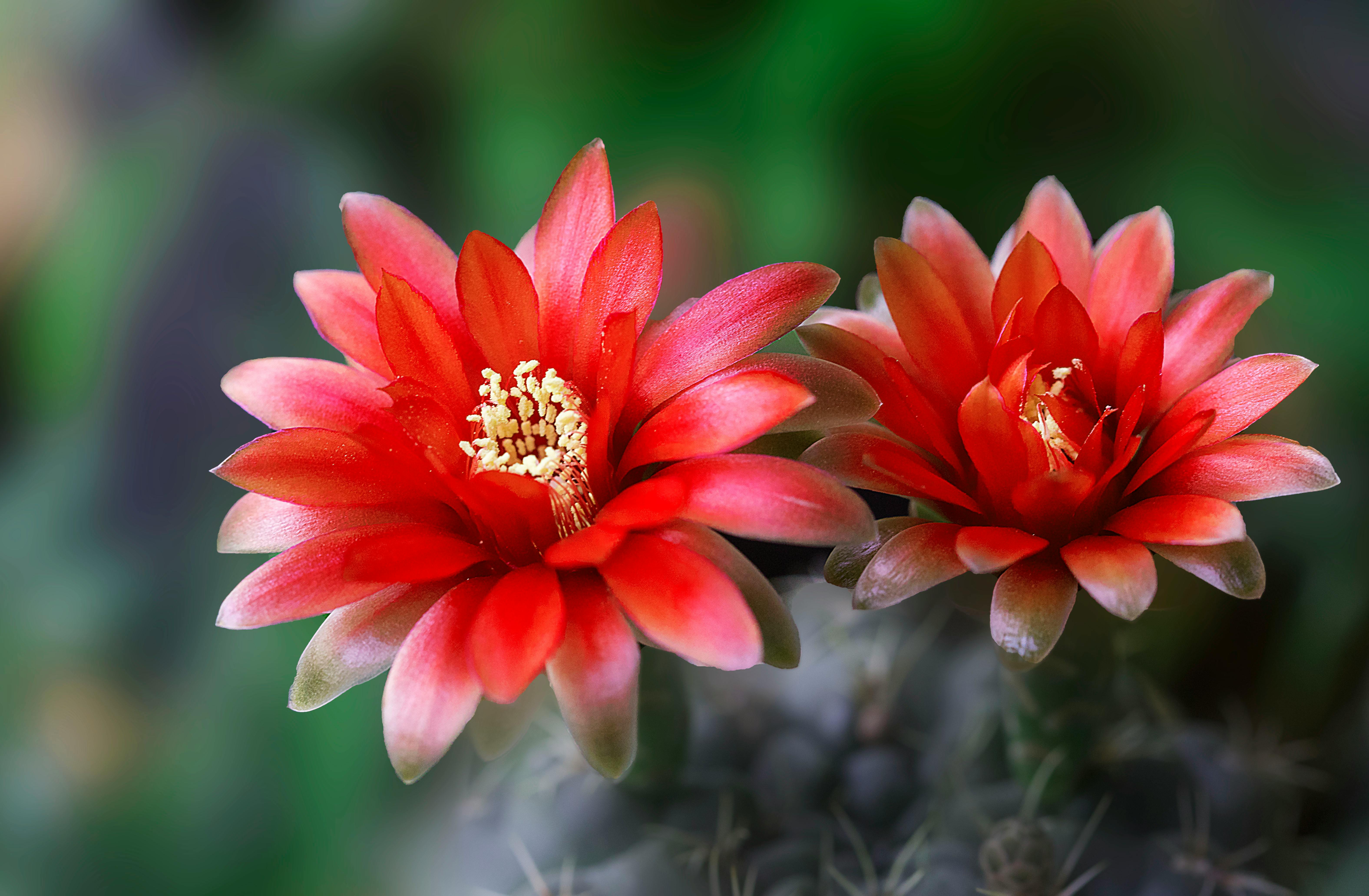 Close up of Flowers · Free Stock Photo