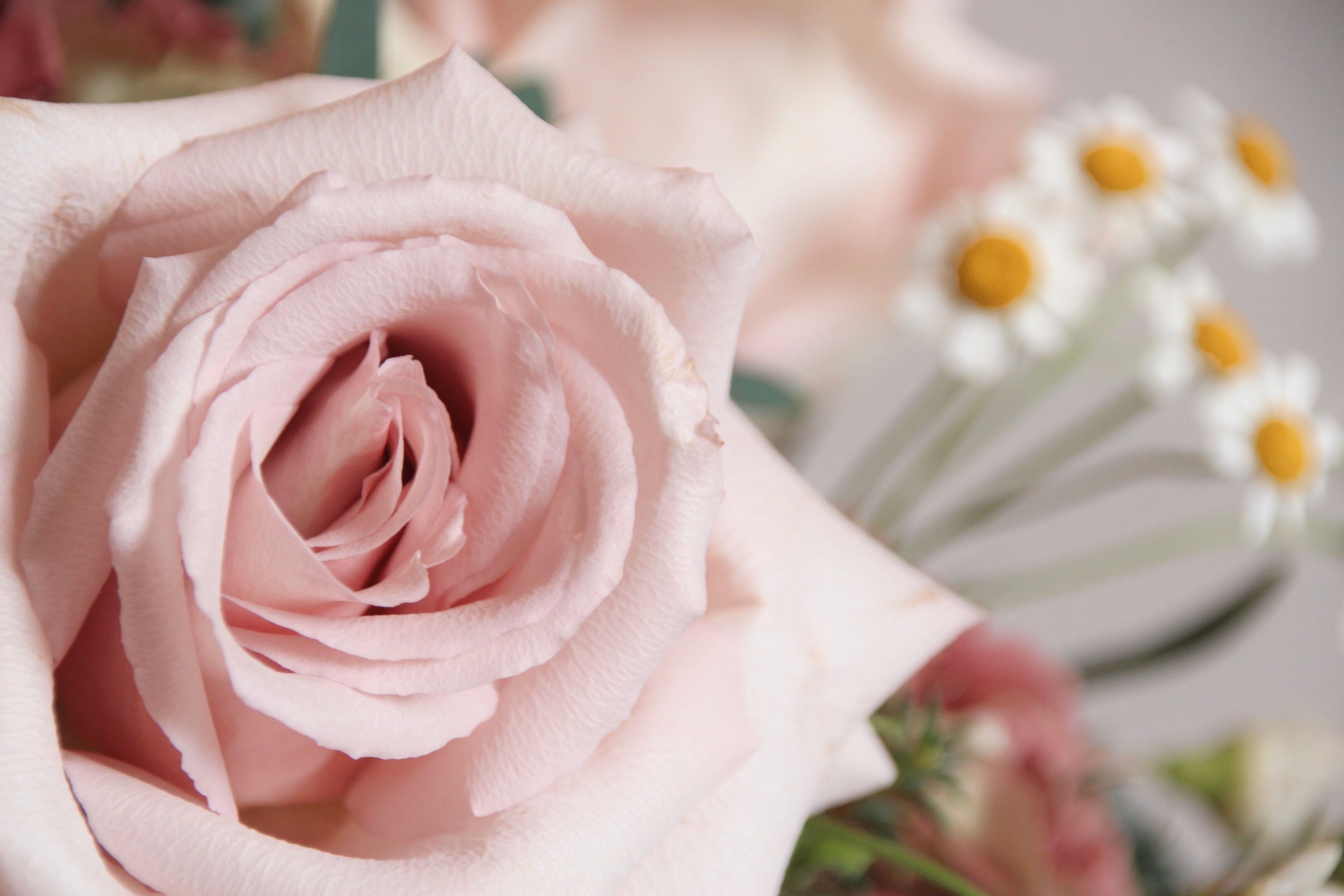 Rose and Chamomile · Free Stock Photo