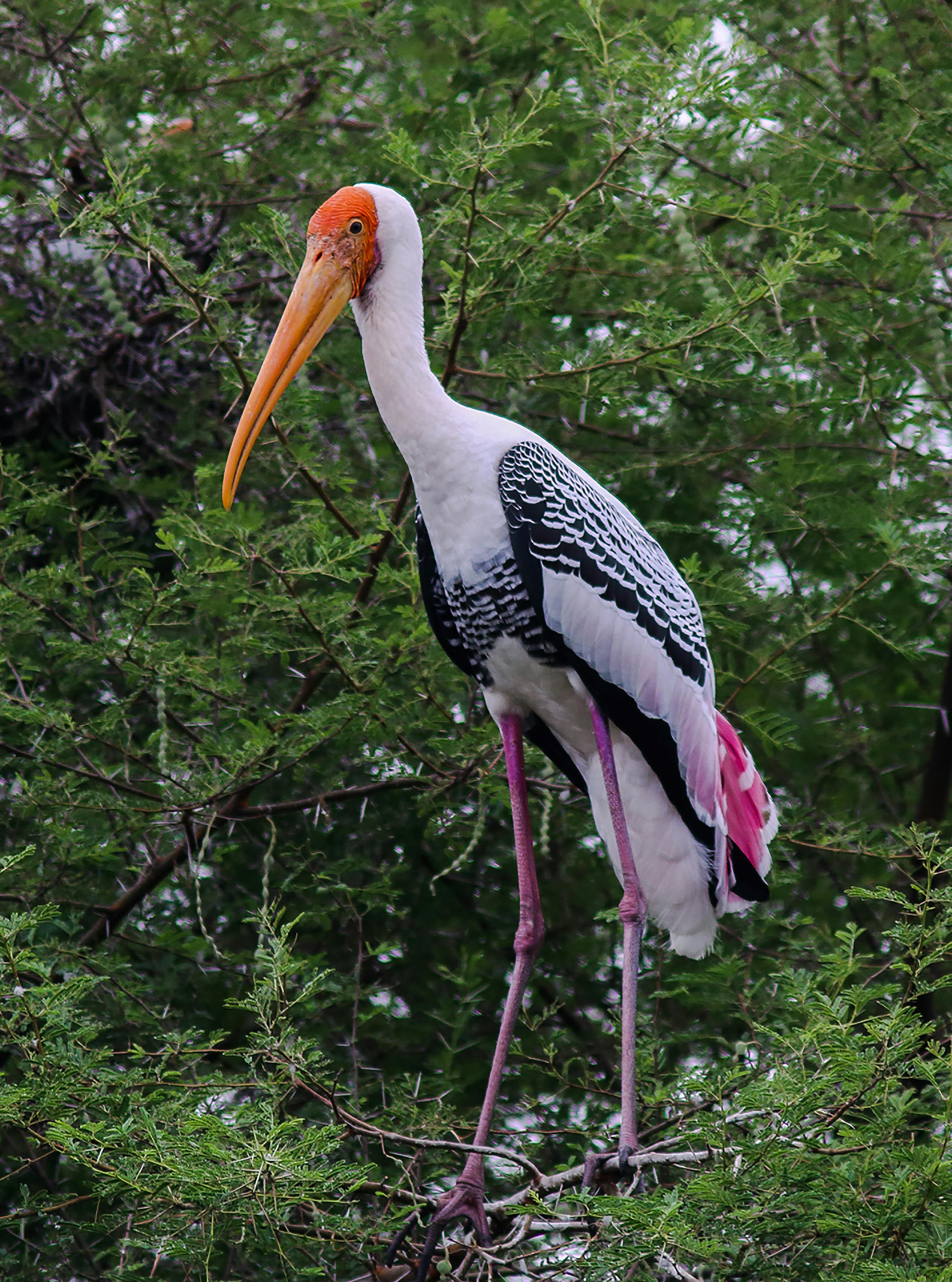 Painted Stork Perched on a Tree · Free Stock Photo