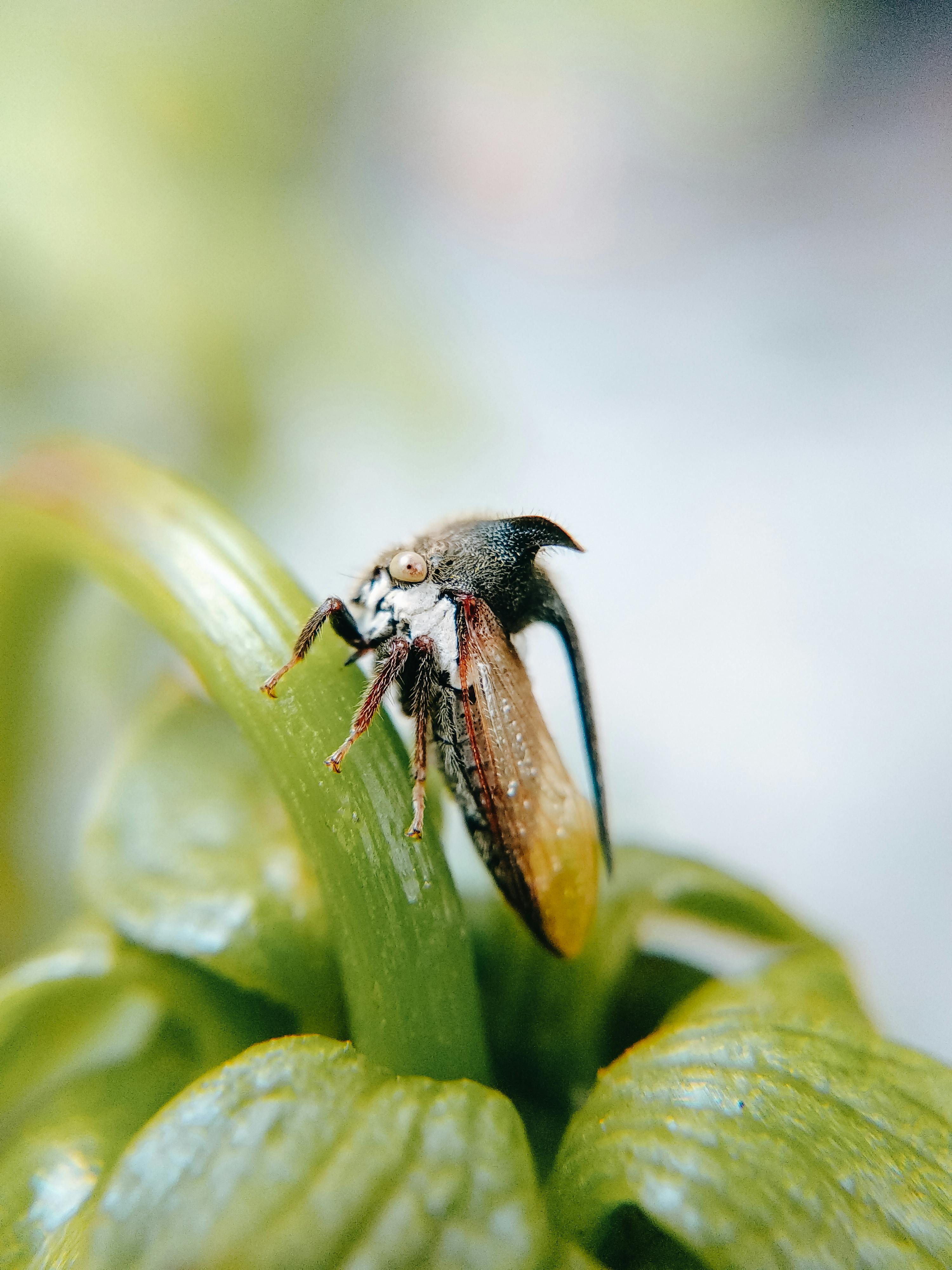 Black and Red Flying Insect Perched on Green Leaf · Free Stock Photo