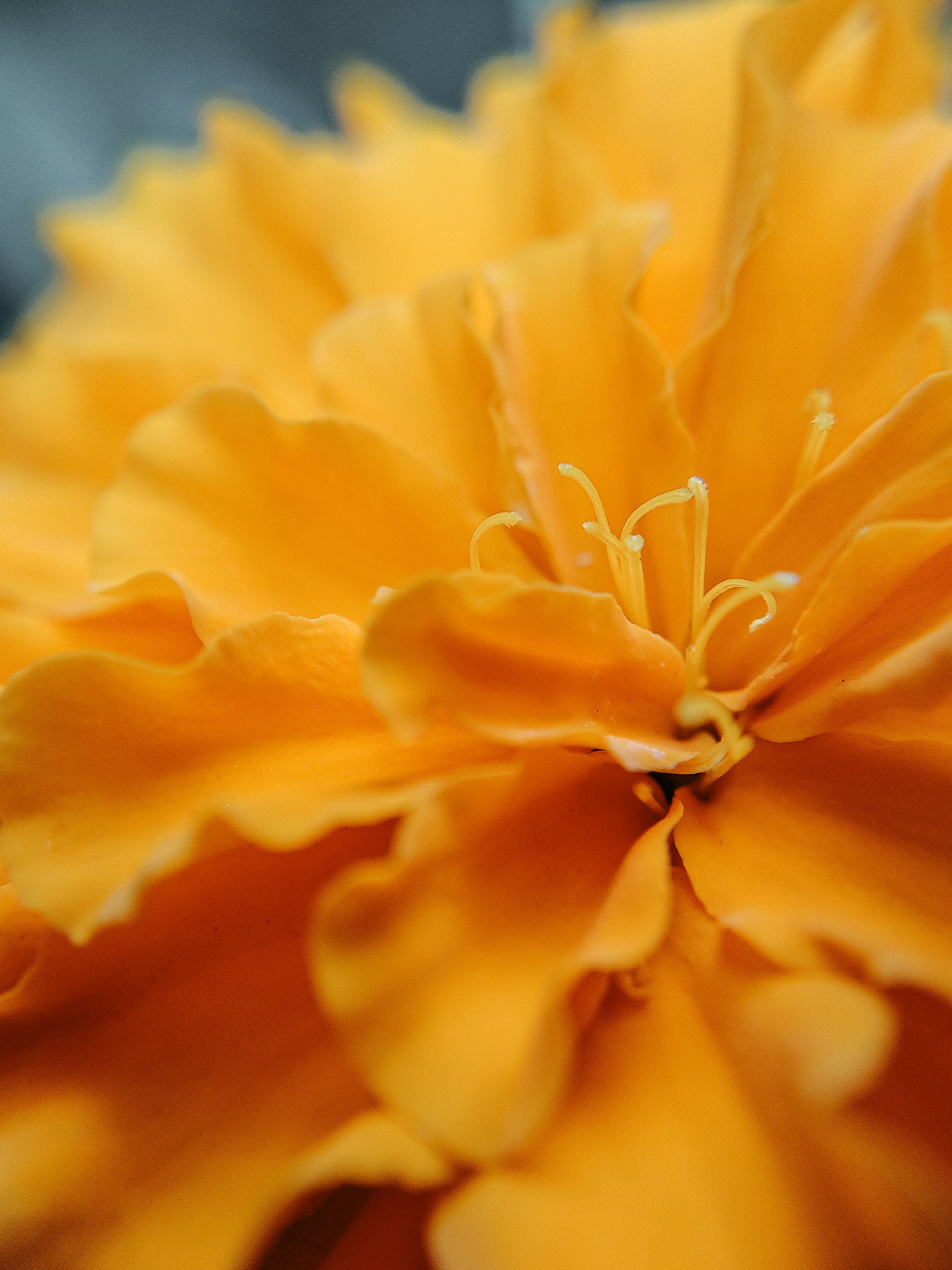 Yellow Daisy · Free Stock Photo