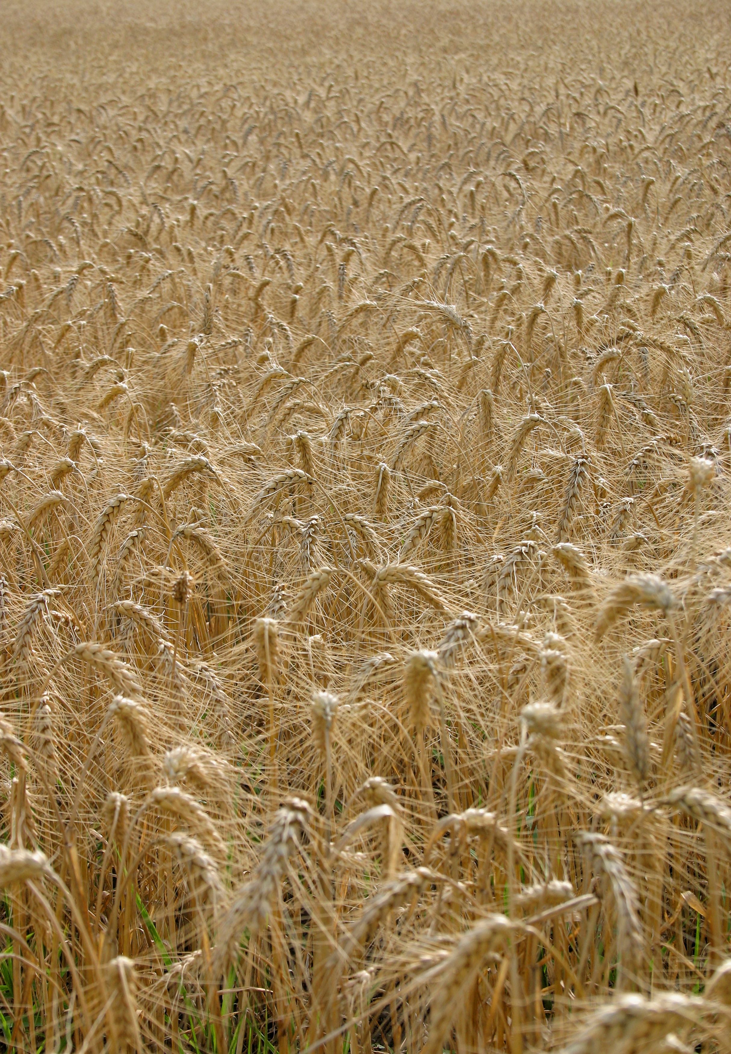 Brown Wheat Field Under Blue Cloudy Sky · Free Stock Photo