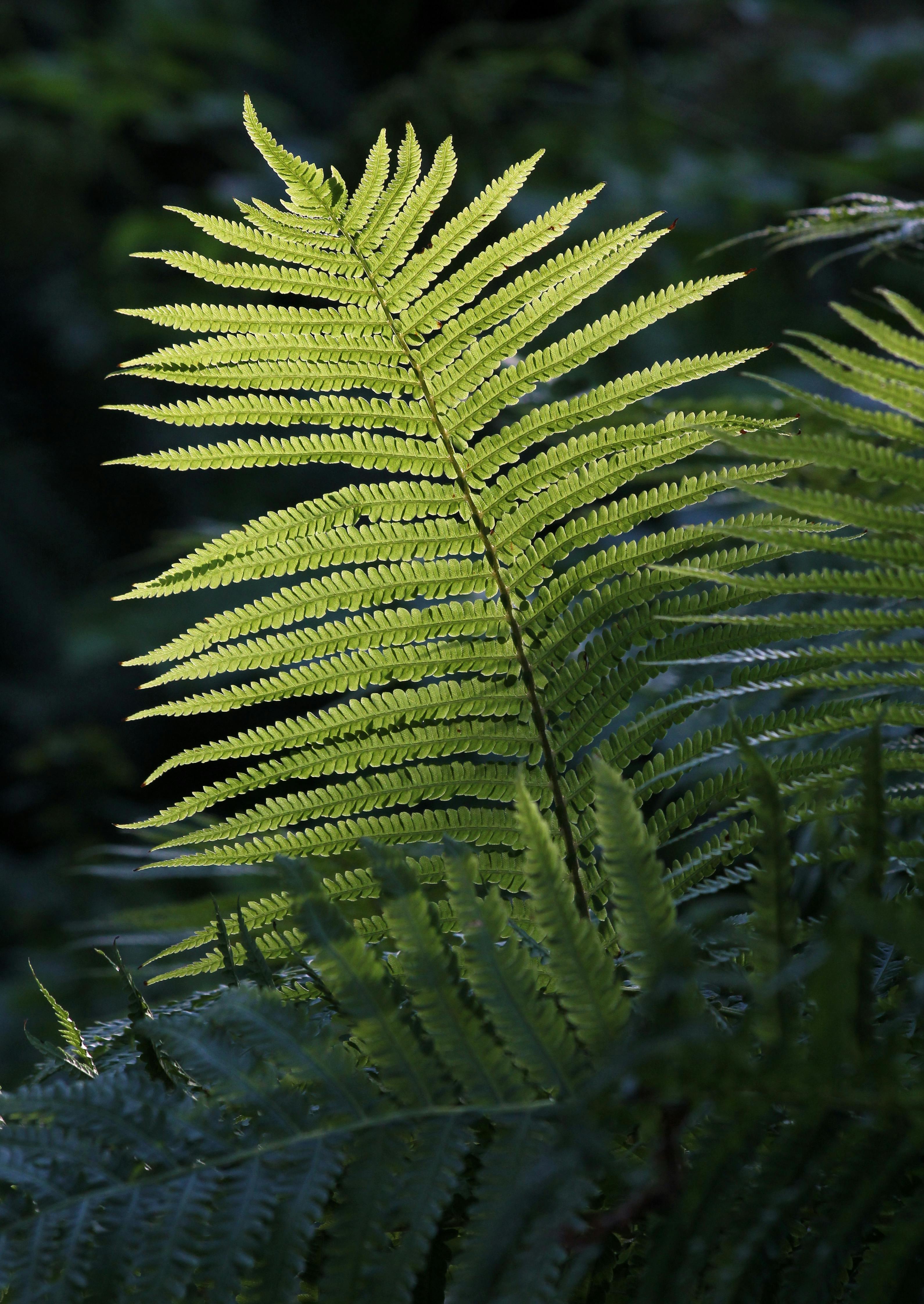 Photo of Two Fern Leaves · Free Stock Photo