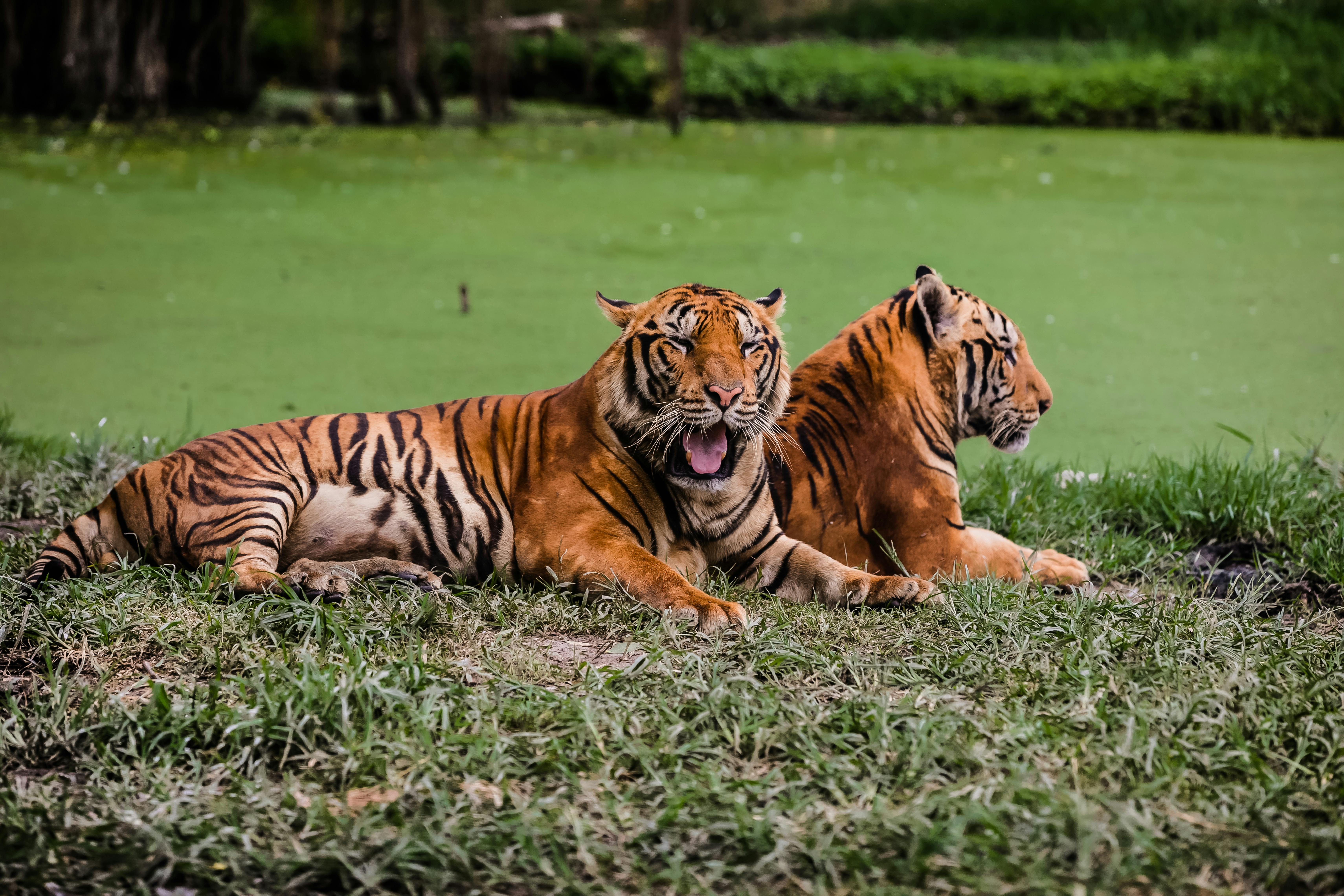 Tigers Lying on Green Grass · Free Stock Photo