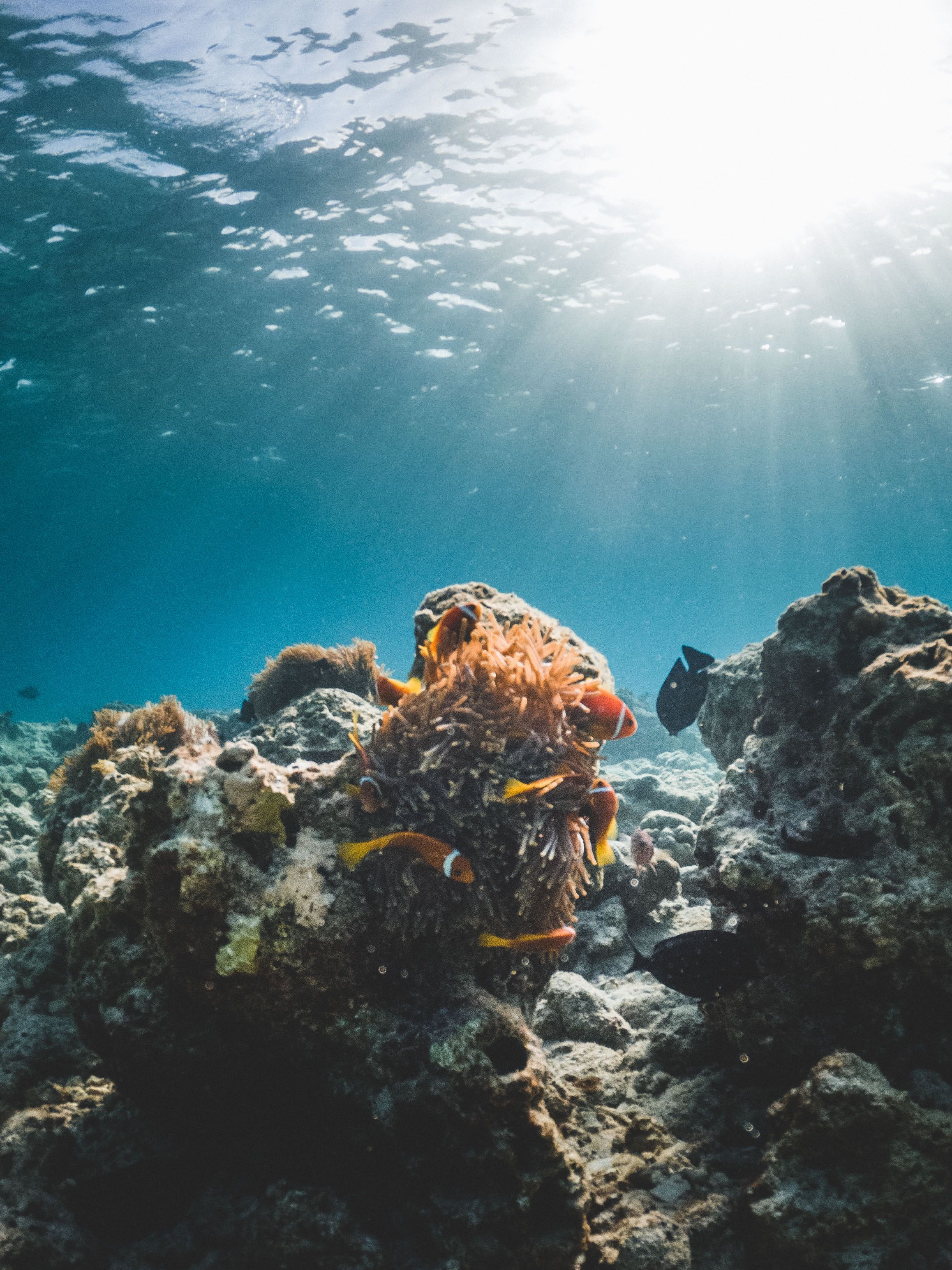 Small fish swimming near reefs in blue sea · Free Stock Photo
