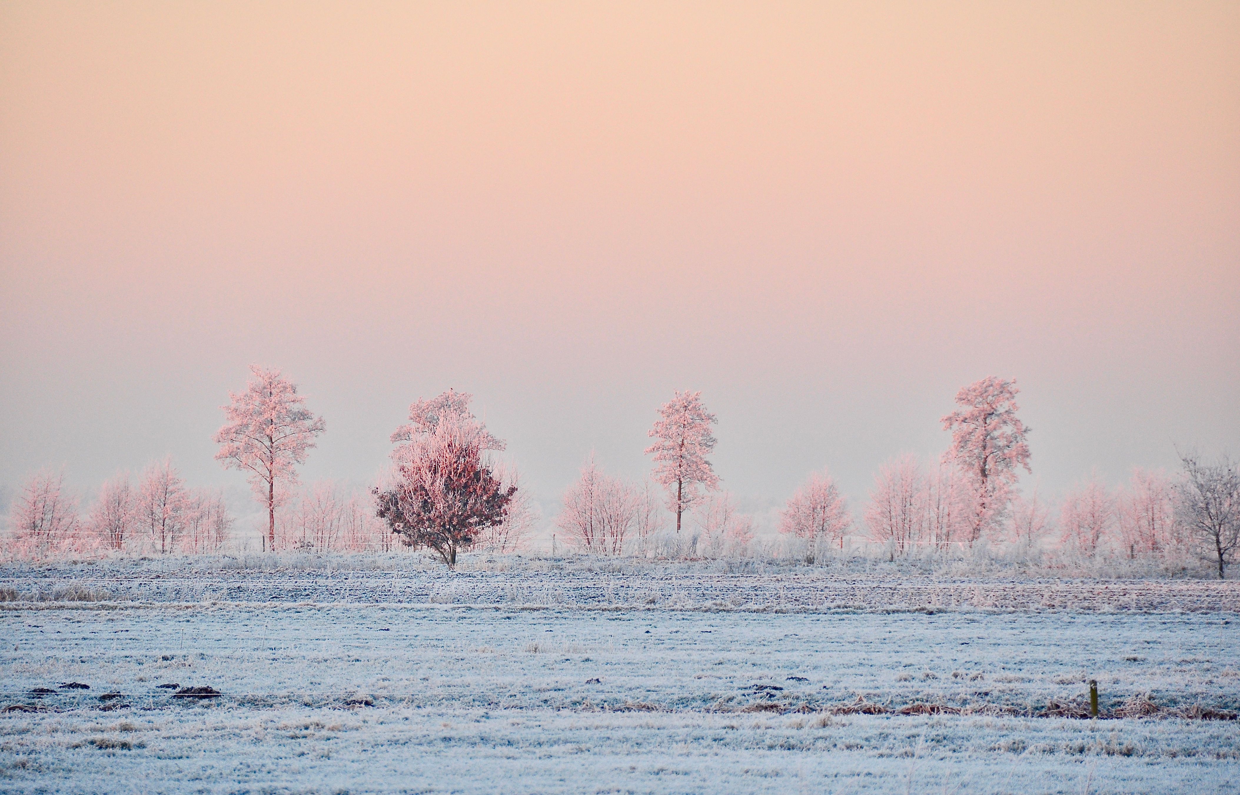 Orange and Blue and White Snow Forest · Free Stock Photo