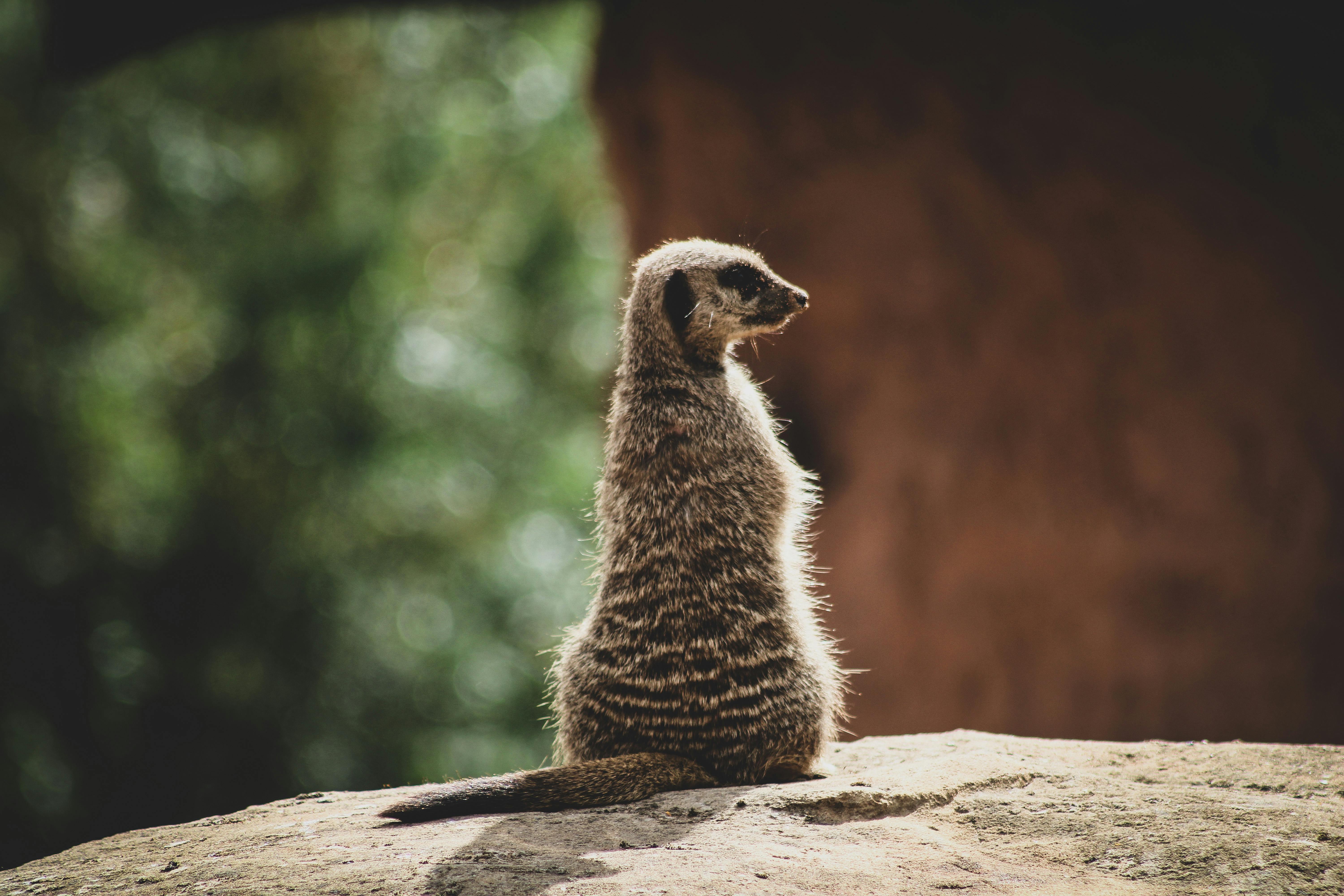 Anim Photos, Download The BEST Free Anim Stock Photos & HD Images