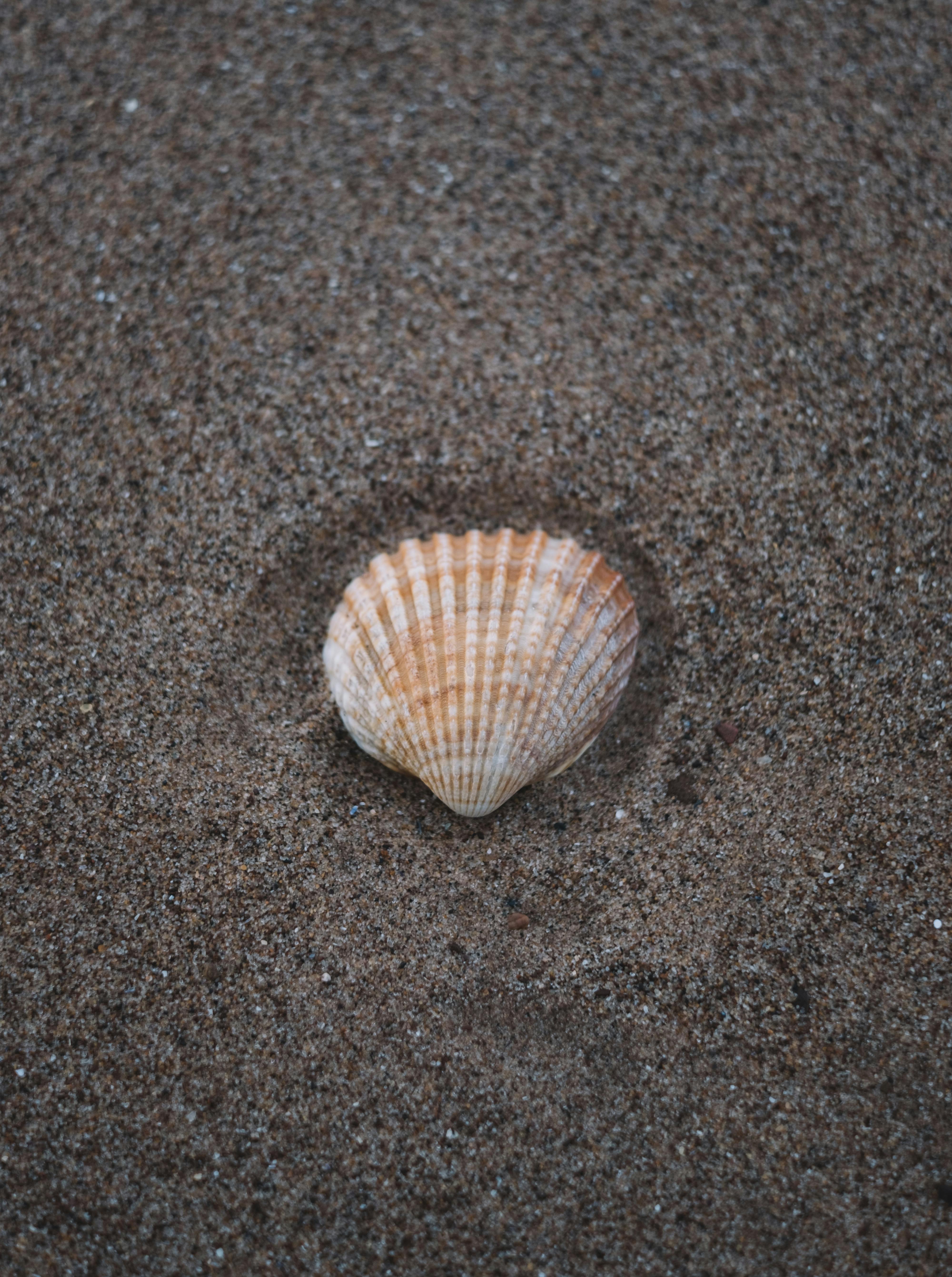 Sea shell on sandy shore in daylight · Free Stock Photo