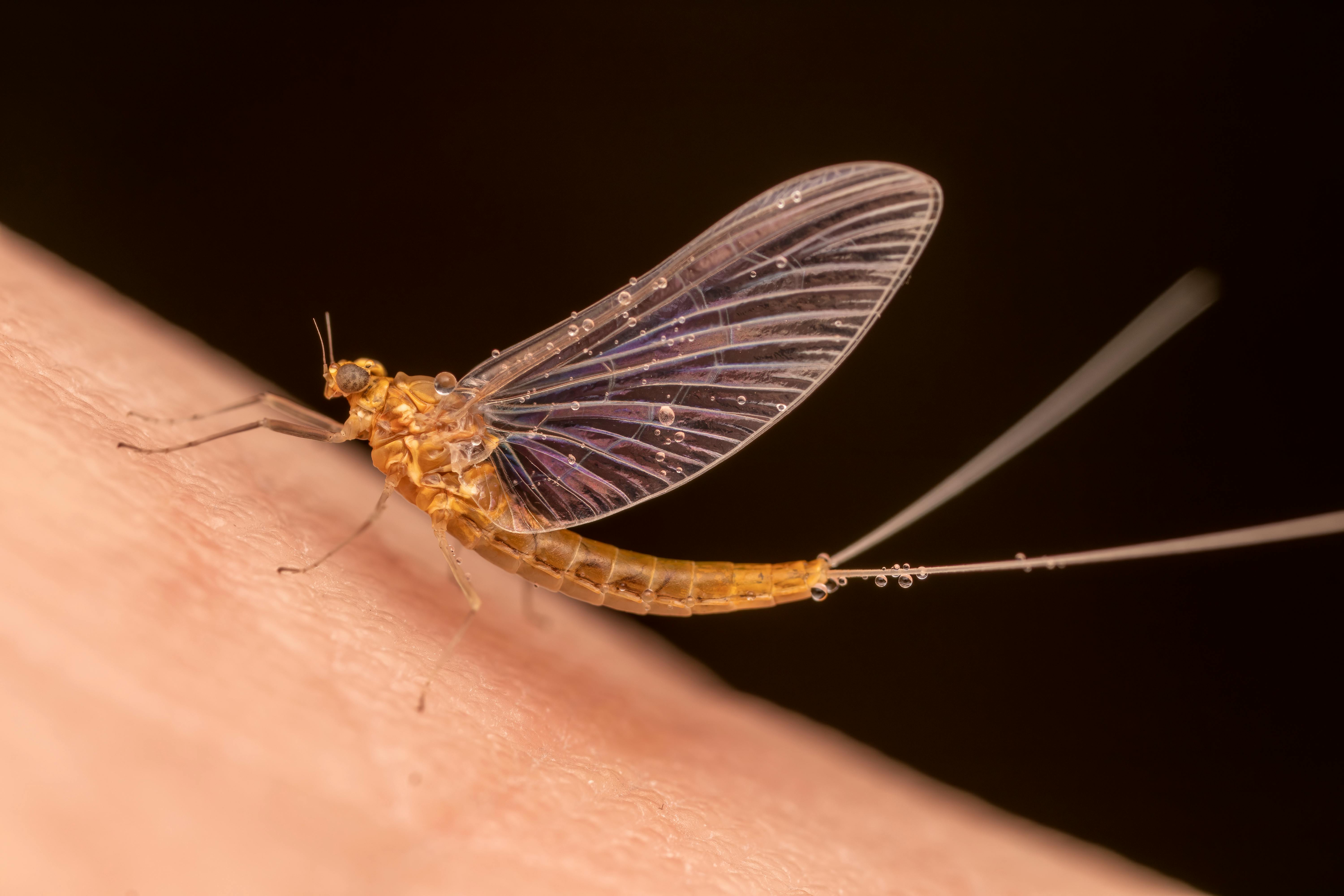 Insect on Human Skin · Free Stock Photo