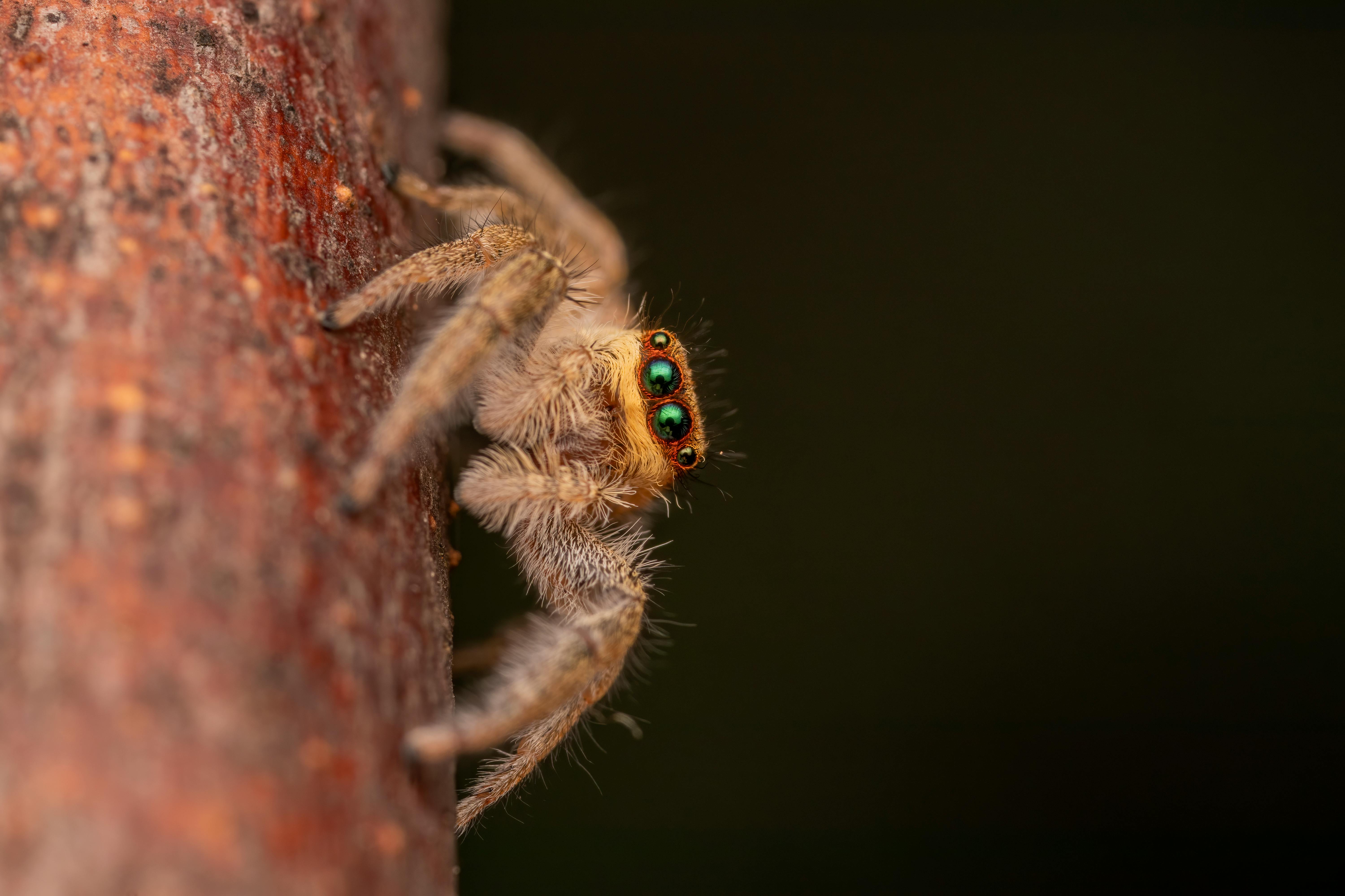 Foto de stock gratuita sobre animal, arácnido, araña