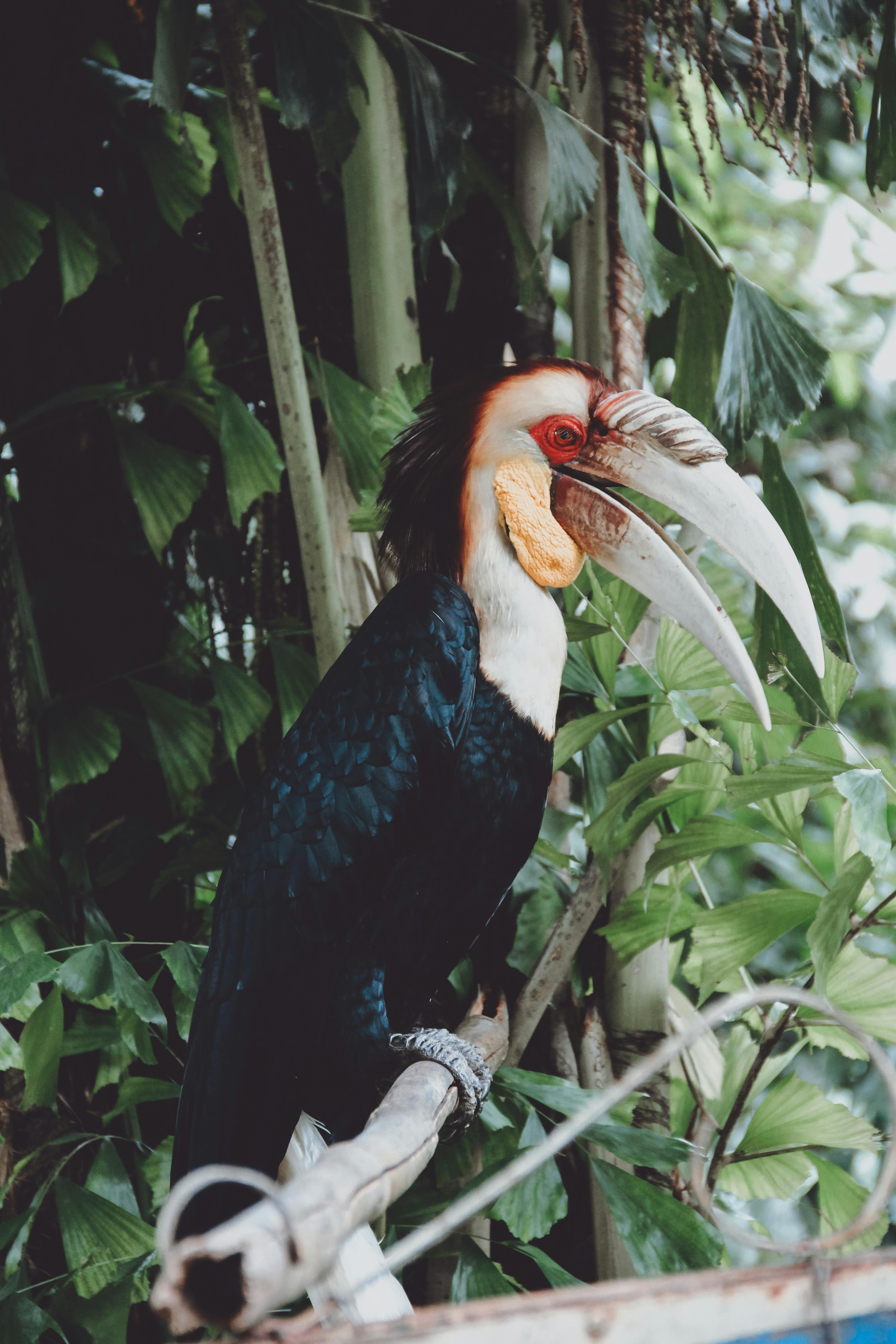Toucan Bird · Free Stock Photo