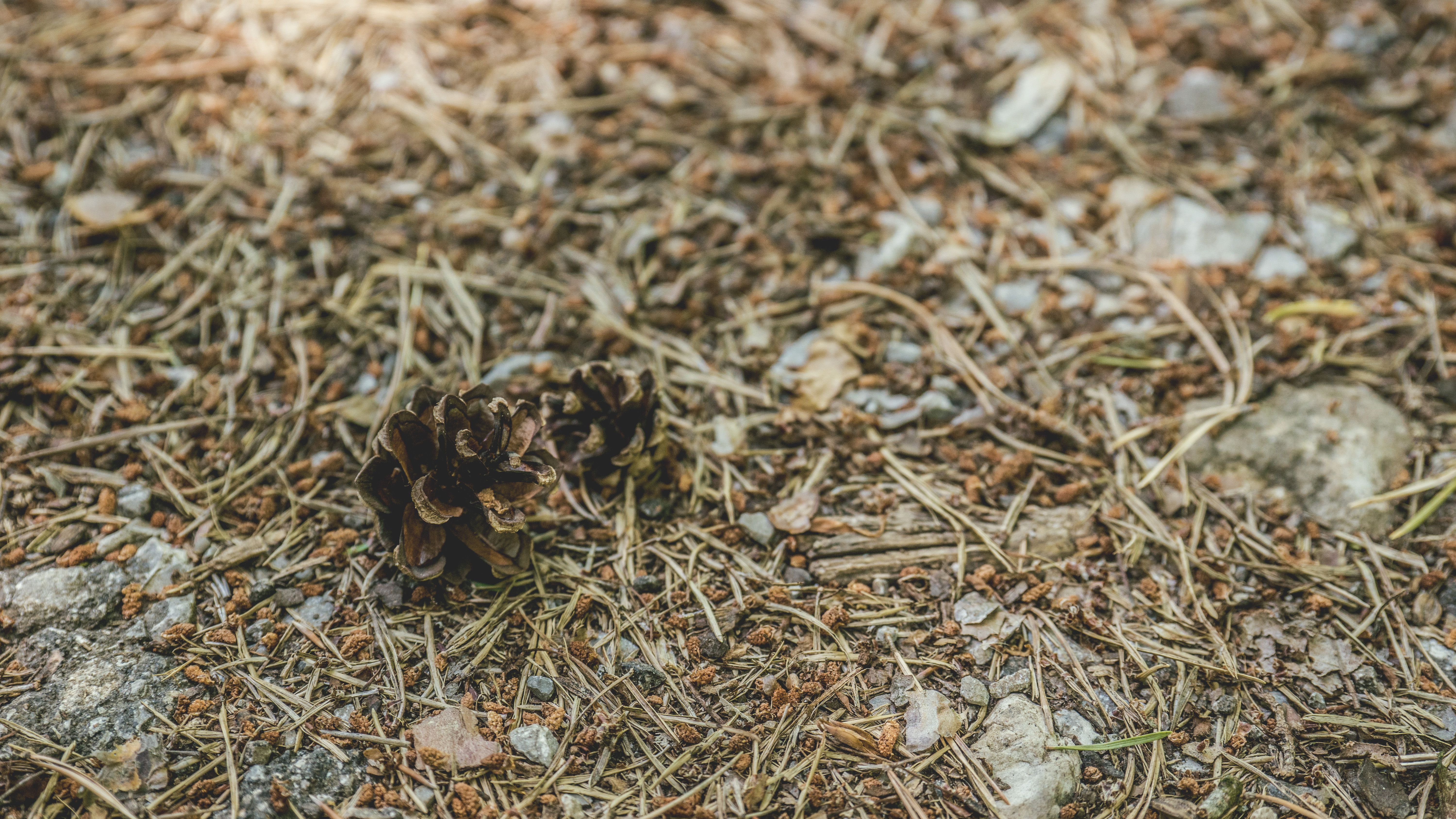 Free stock photo of nature, spines, thistle