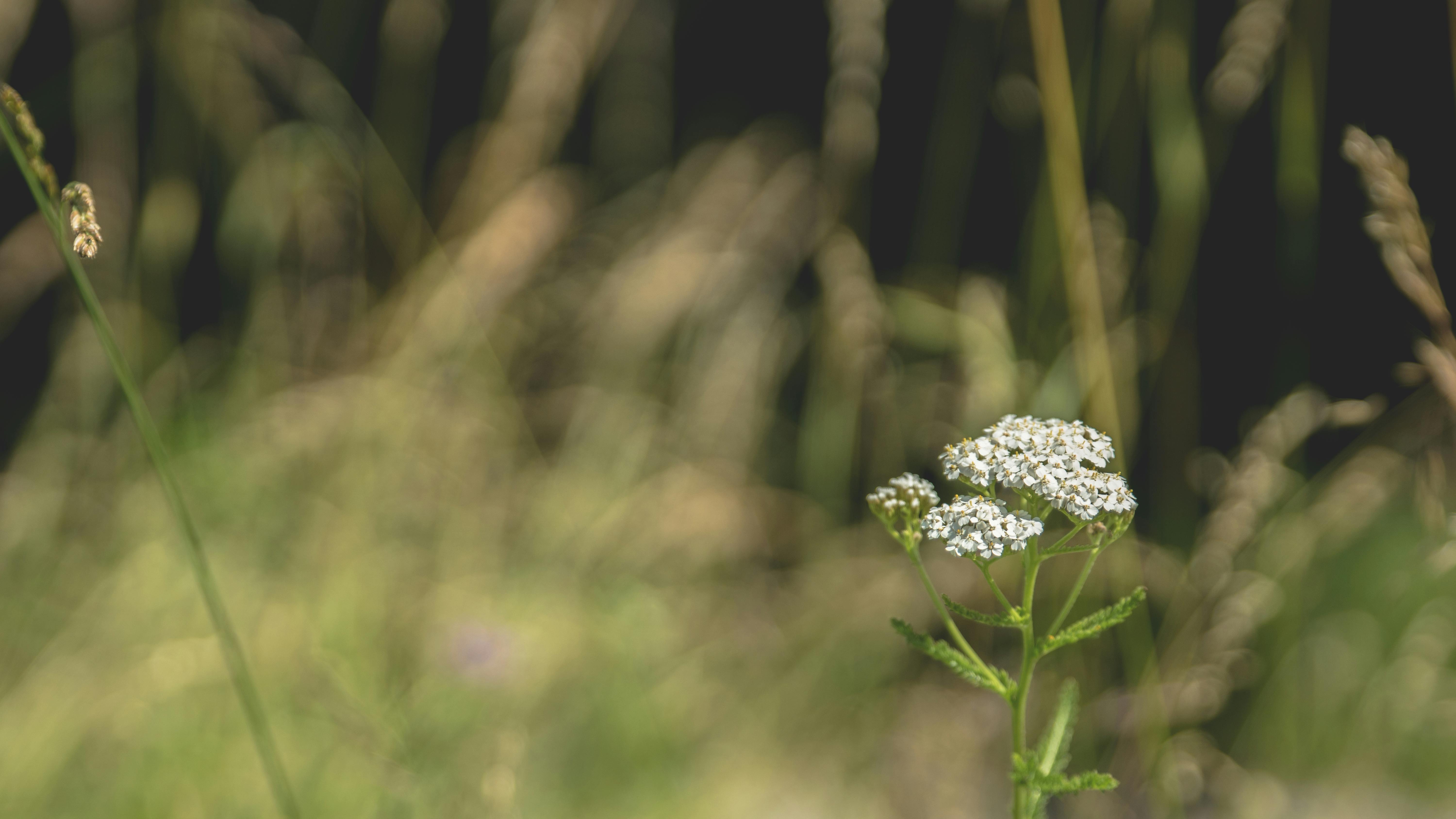 Free stock photo of blossoms, grass, meadow