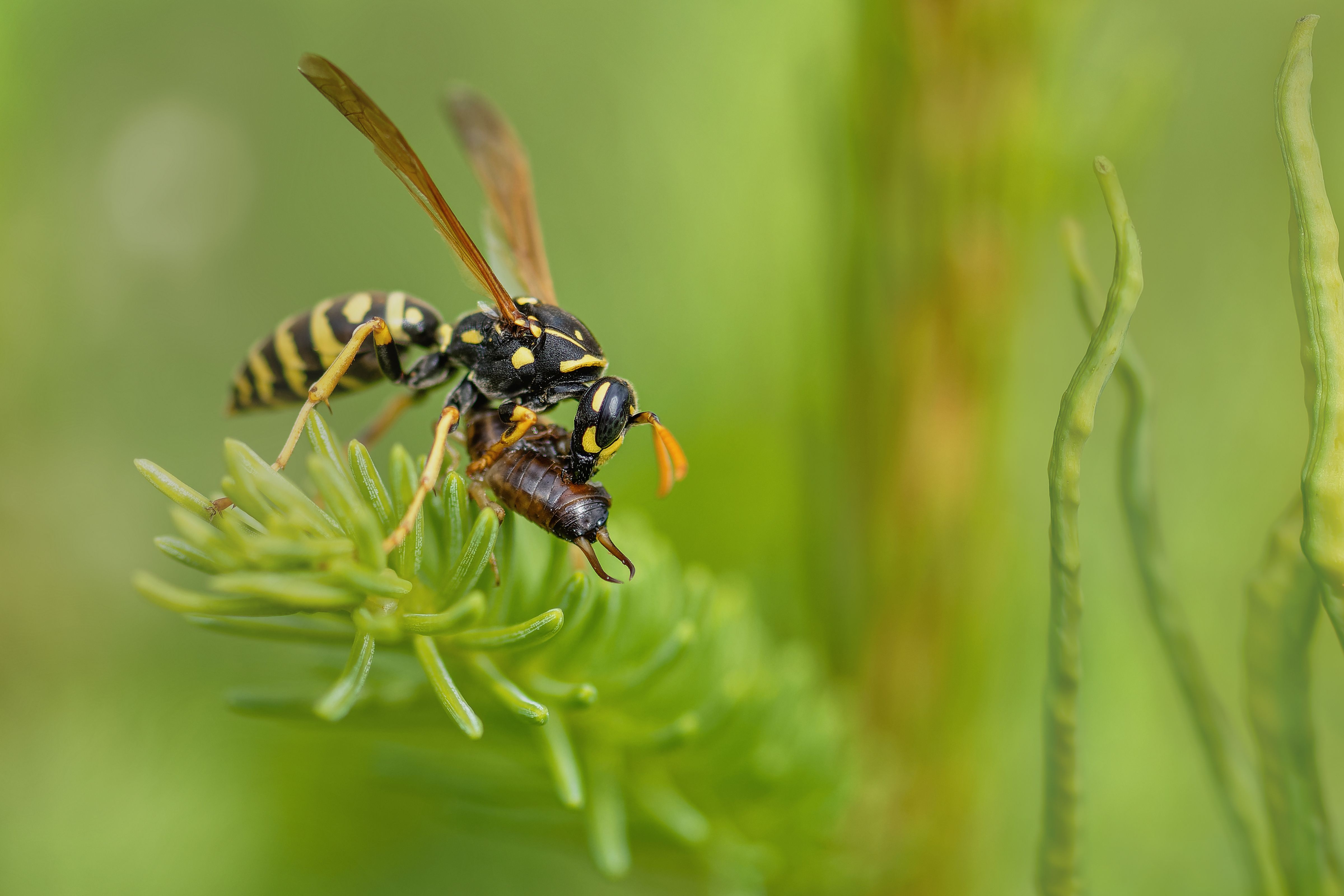Green Insects Photos, Download The BEST Free Green Insects Stock Photos ...