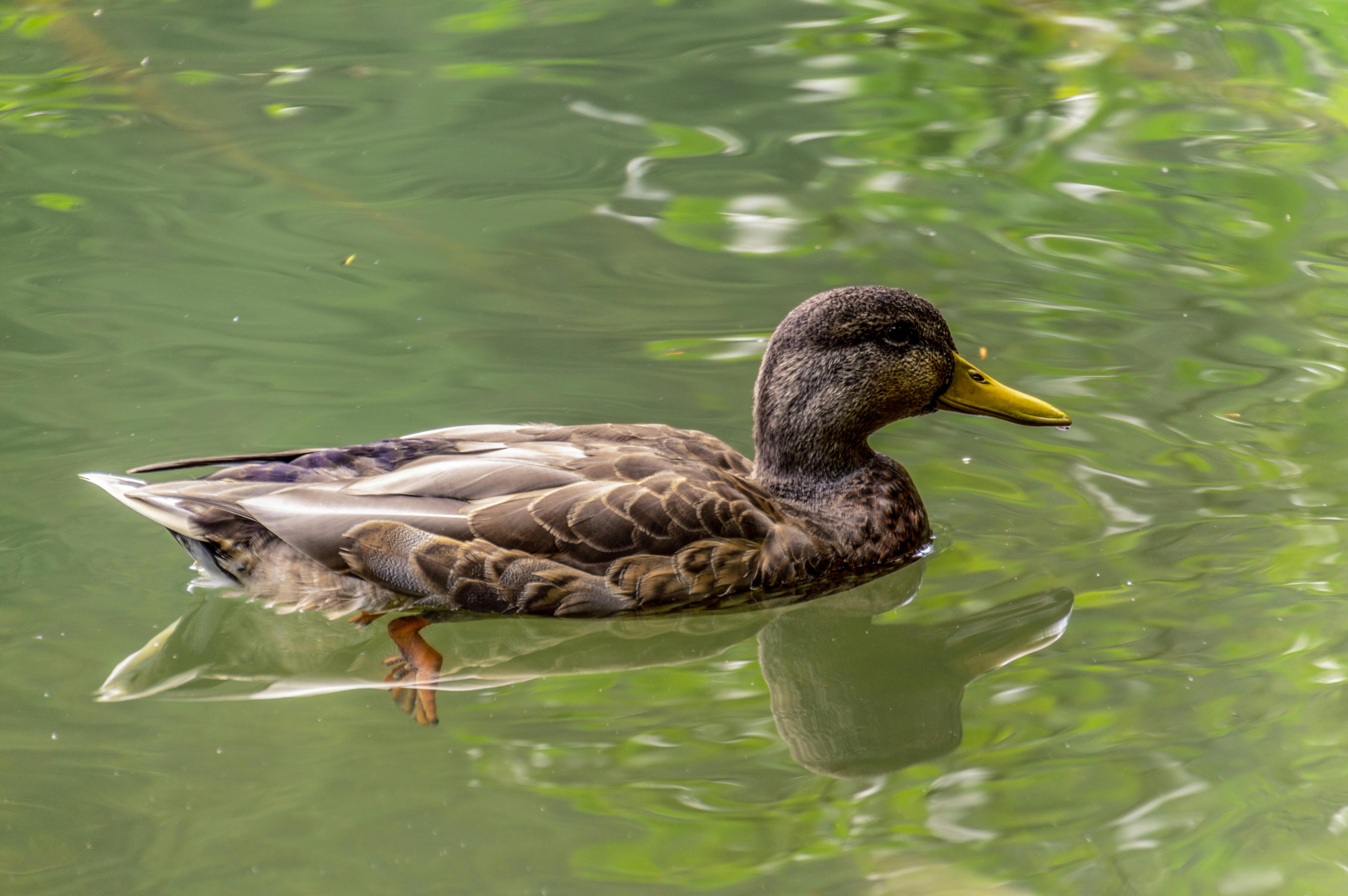 Close up of Duck Splashing Water · Free Stock Photo