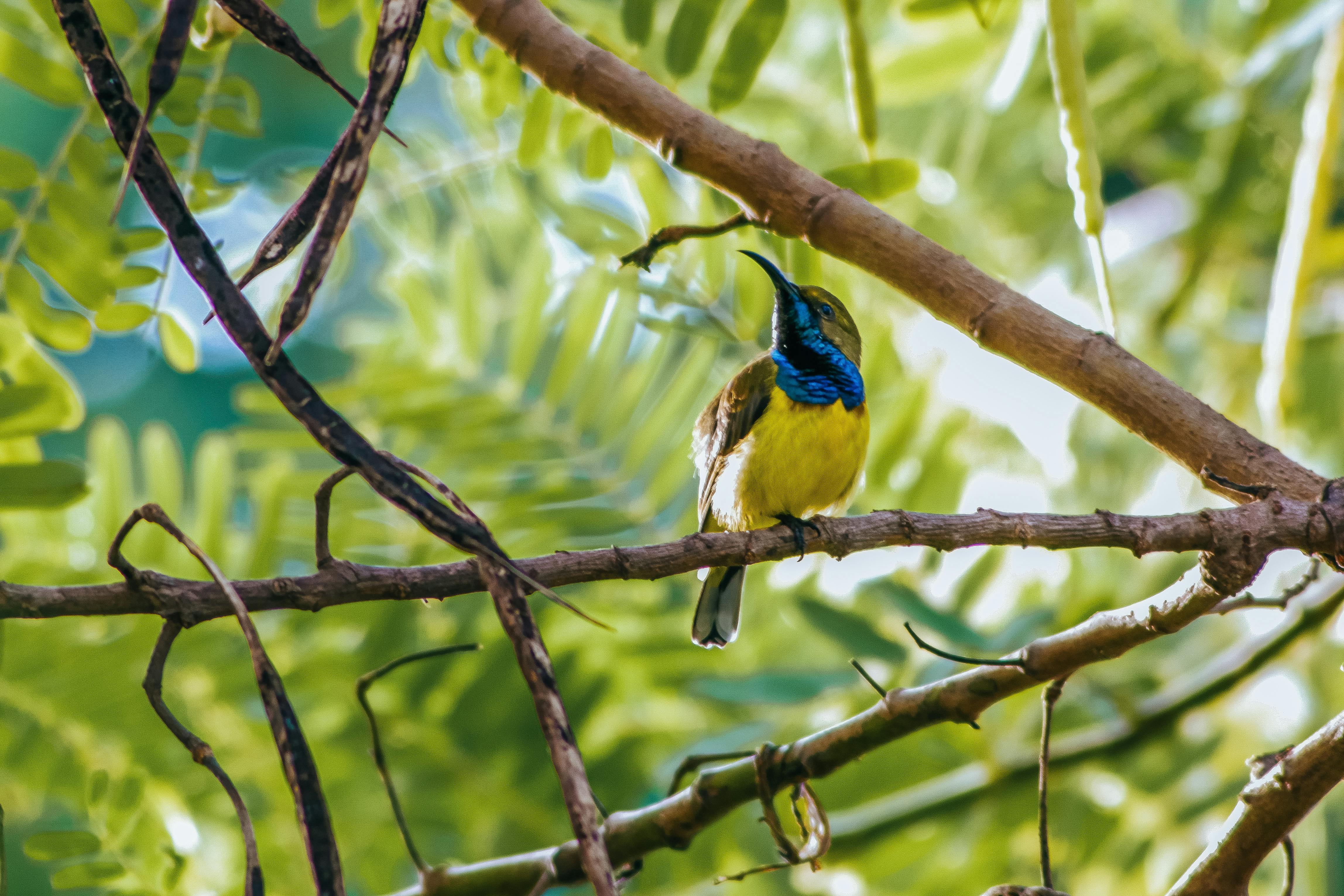 Close-up of Tropical Bird Sitting on Tree · Free Stock Photo
