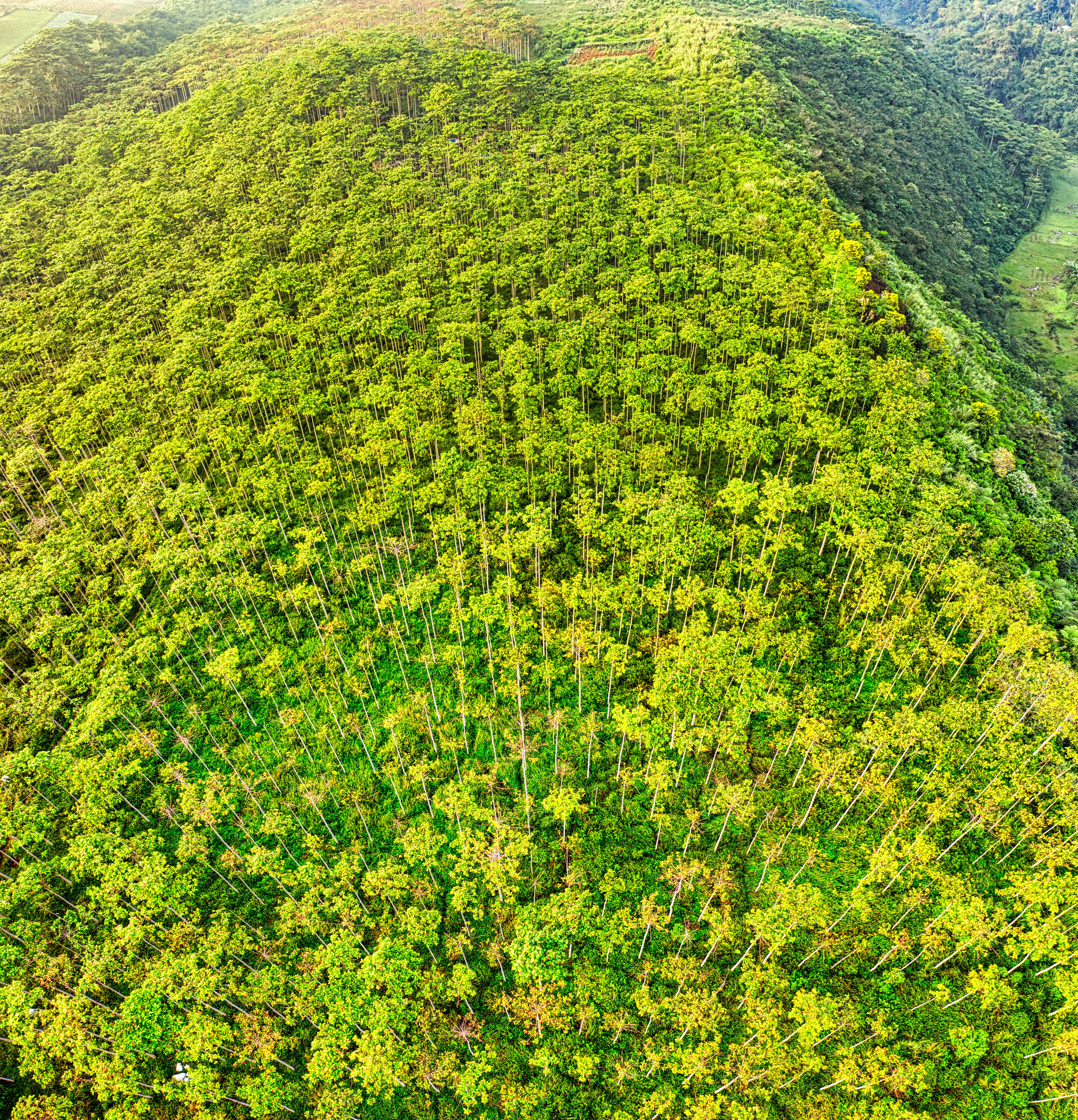 An Aerial Shot of a Forest · Free Stock Photo