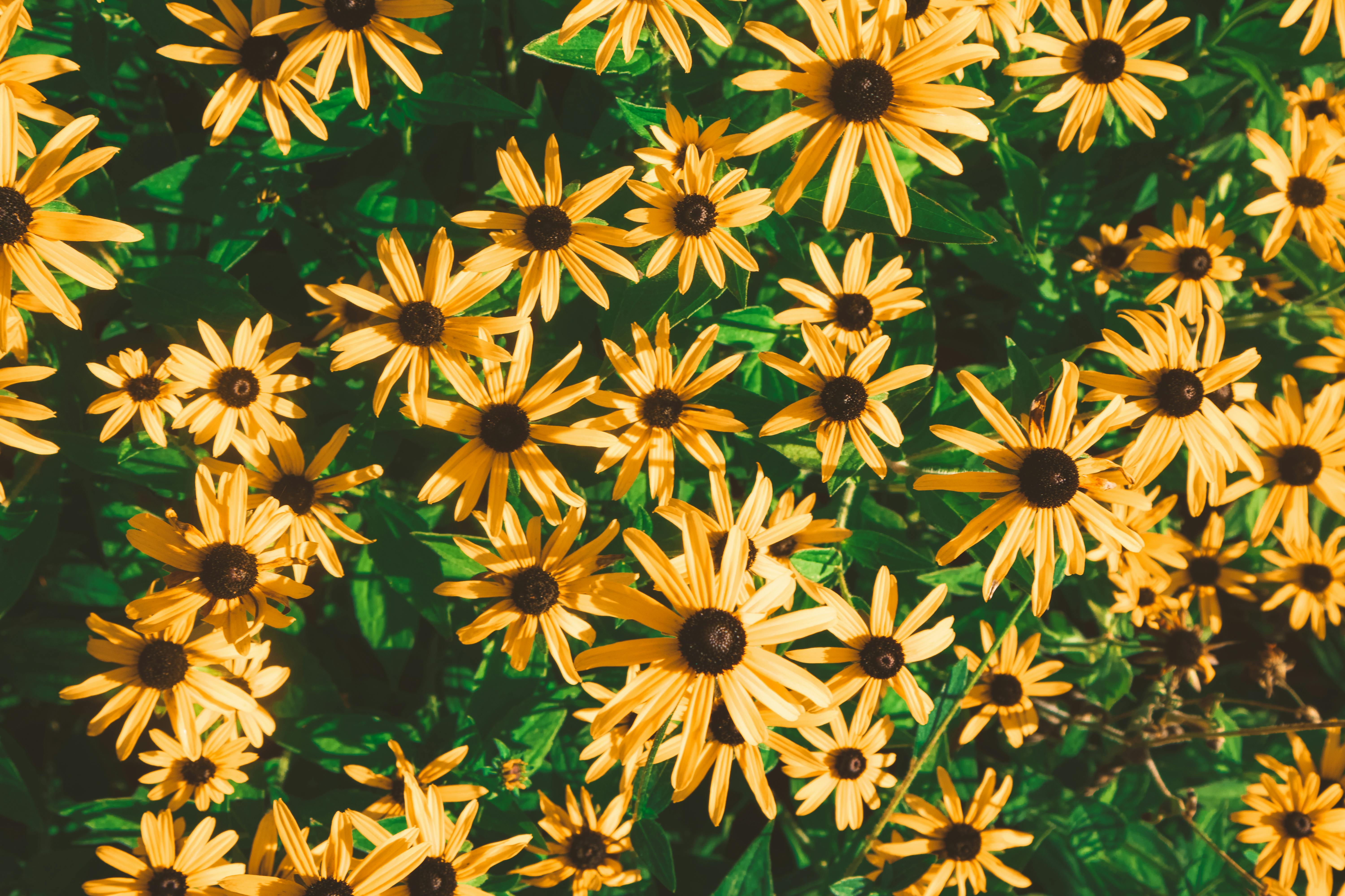 Top View Photo Of Yellow Flowers · Free Stock Photo