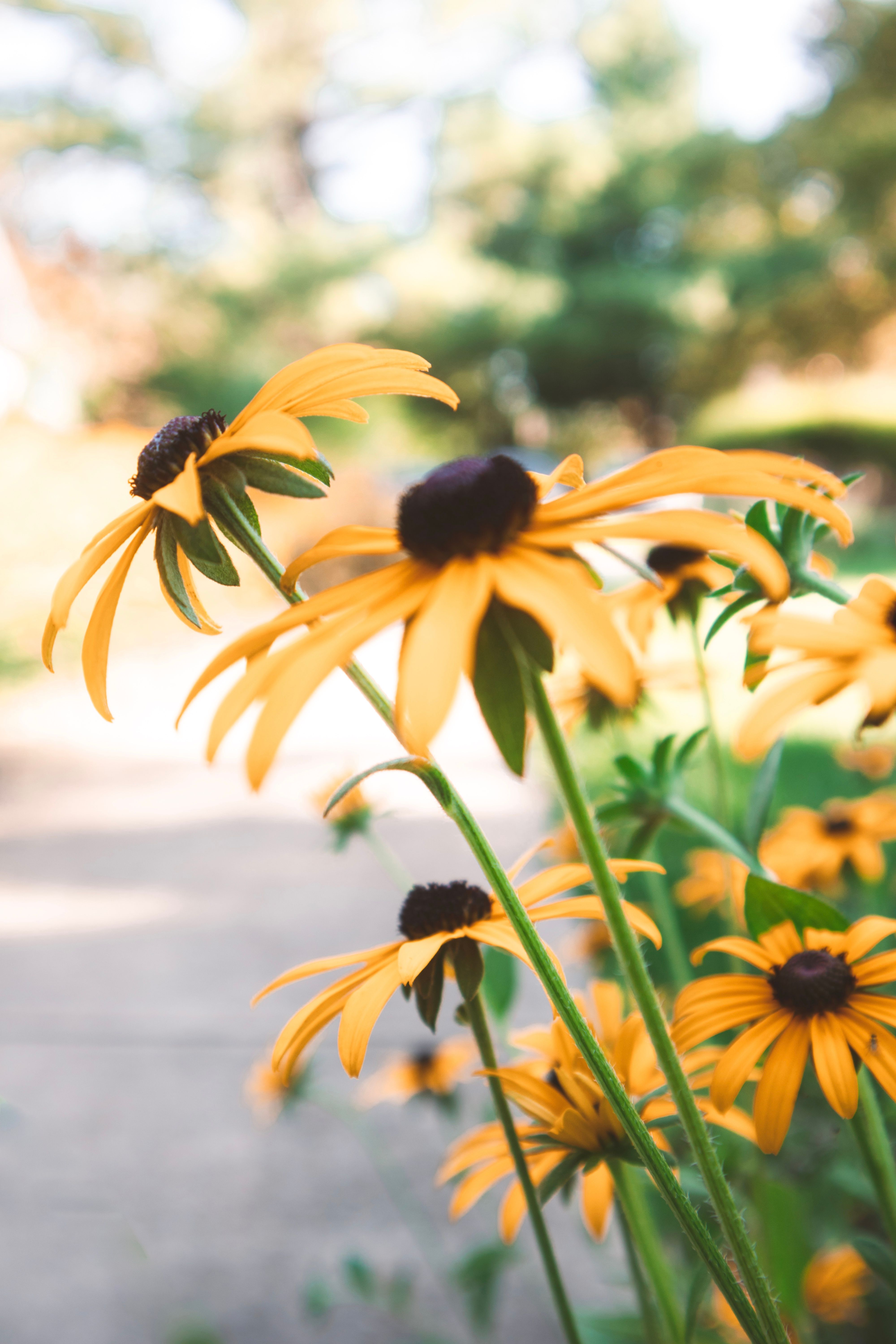 Black Eyed Susan Wallpapers How To Grow Black Eyed Susan Flowers