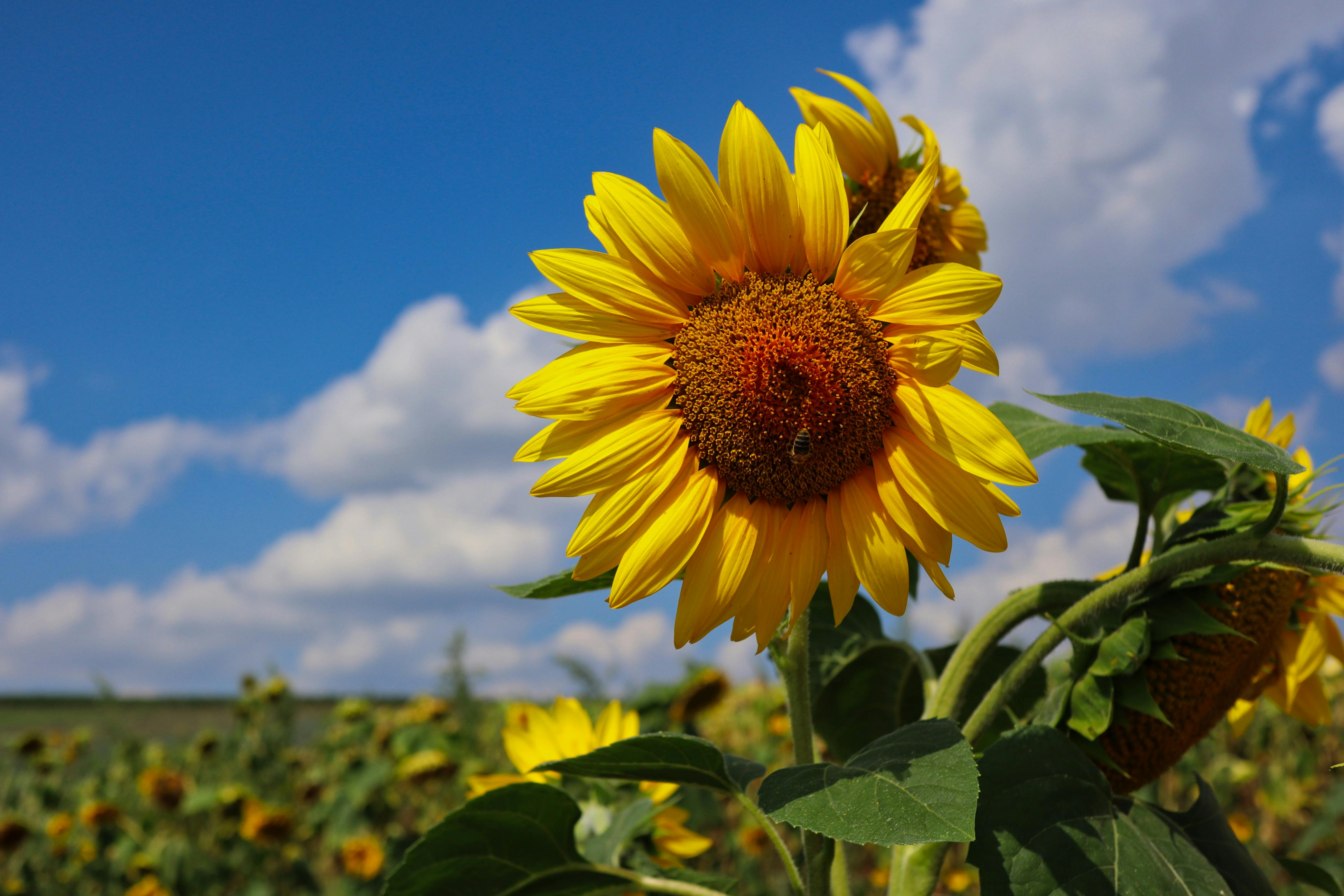 Sunflower in Close Up Photography · Free Stock Photo