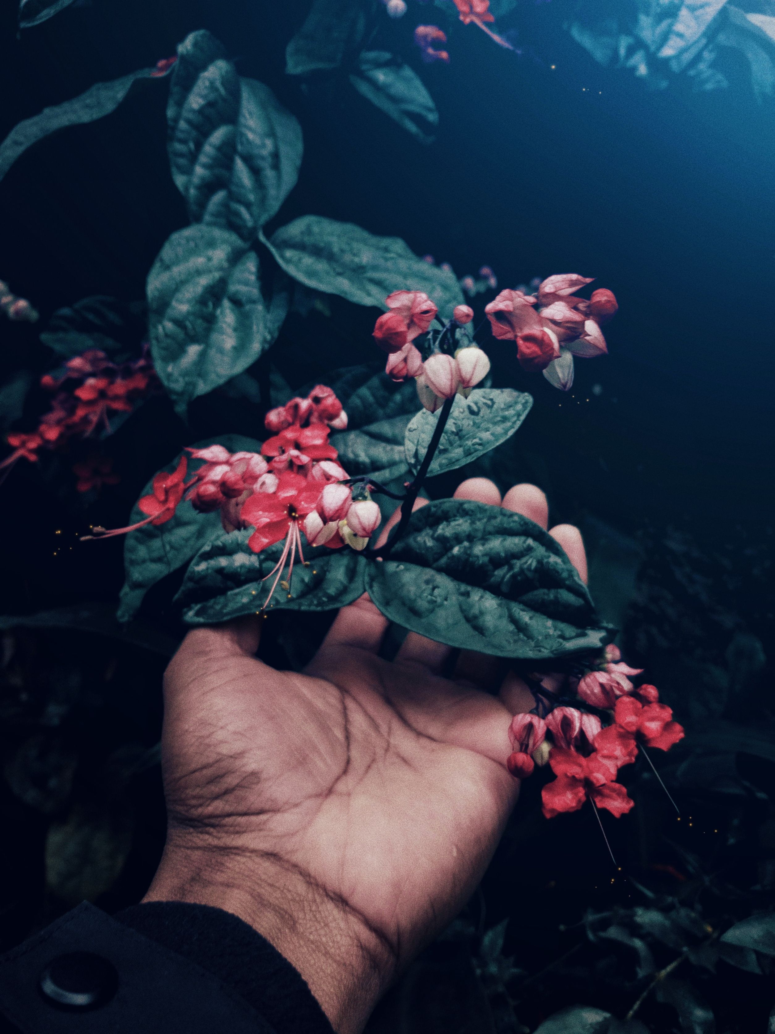 Person Touching a Flower · Free Stock Photo