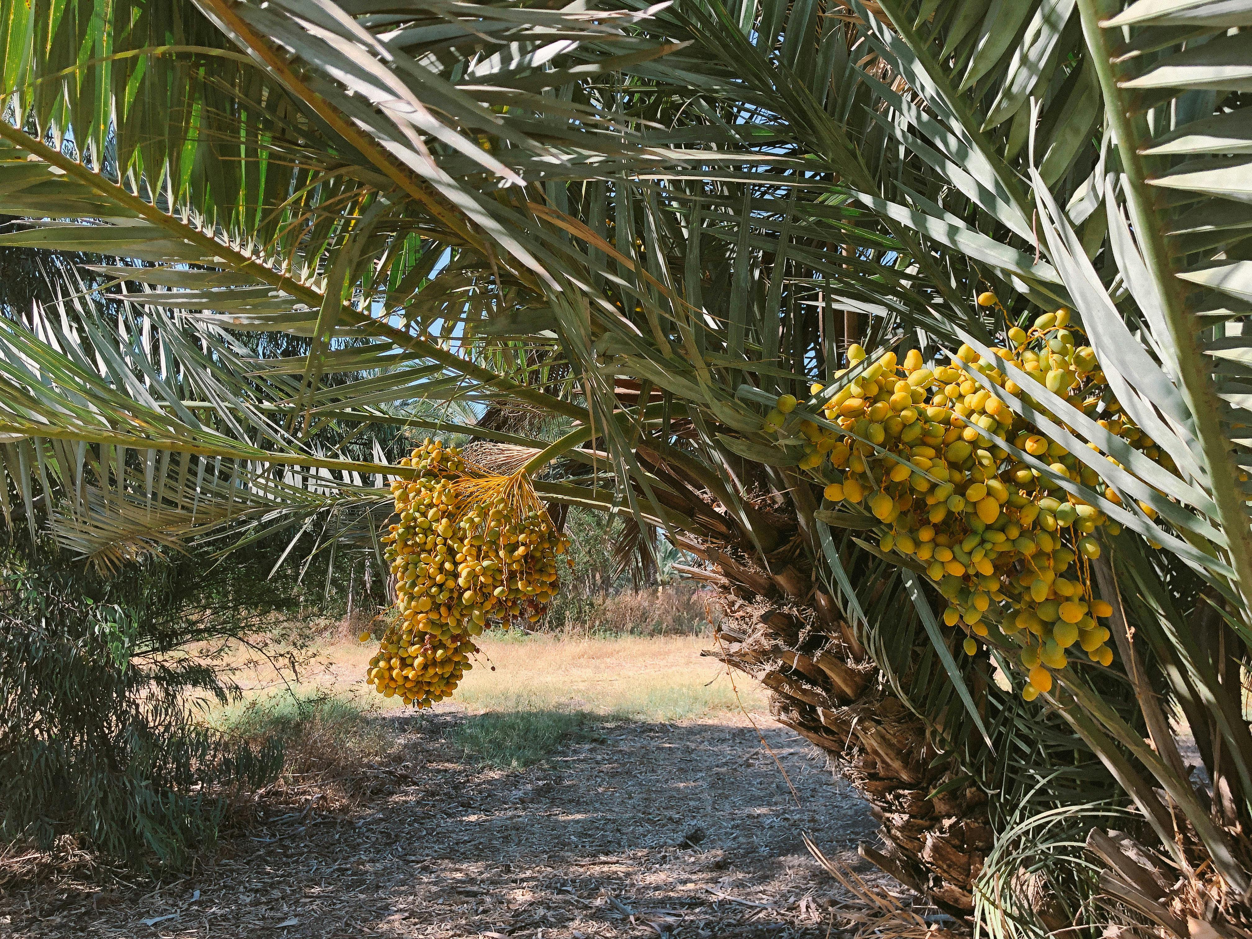 Close-up of a Palm Tree with a Bunch of Fruit · Free Stock Photo
