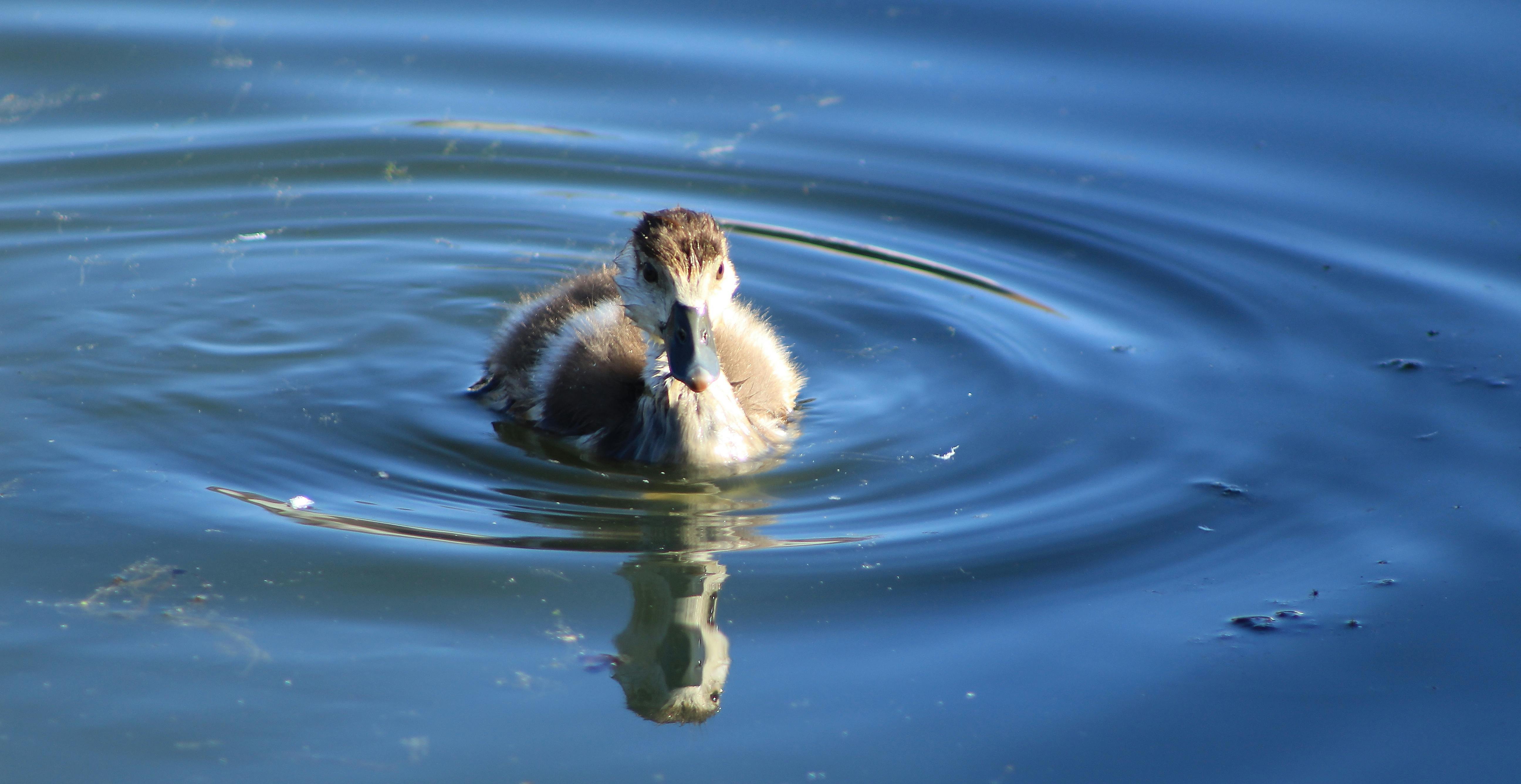 Baby Ducks Swimming Underwater at Stephen Jolly blog