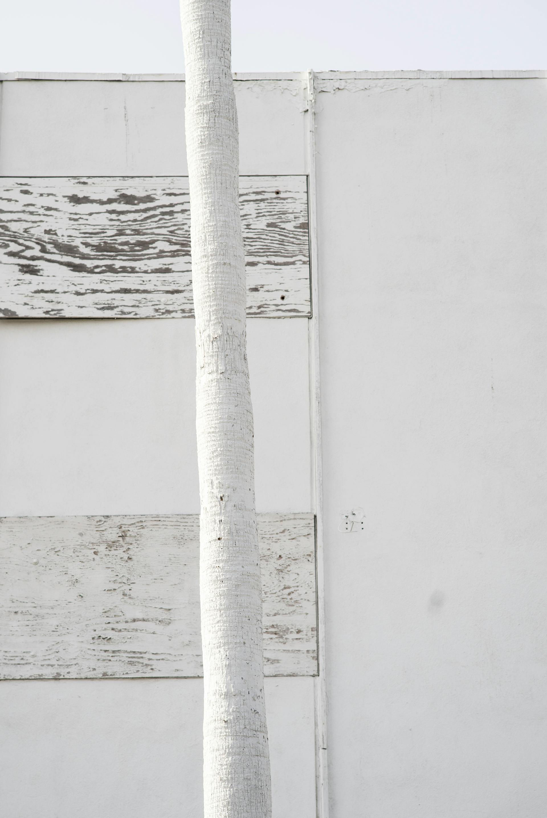 Neutral Palm Tree Aesthetic Photos, Download The BEST Free Neutral Palm ...