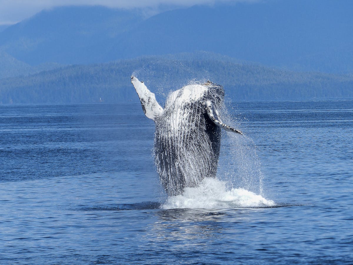 Humpback Whale Photos, Download The BEST Free Humpback Whale Stock ...