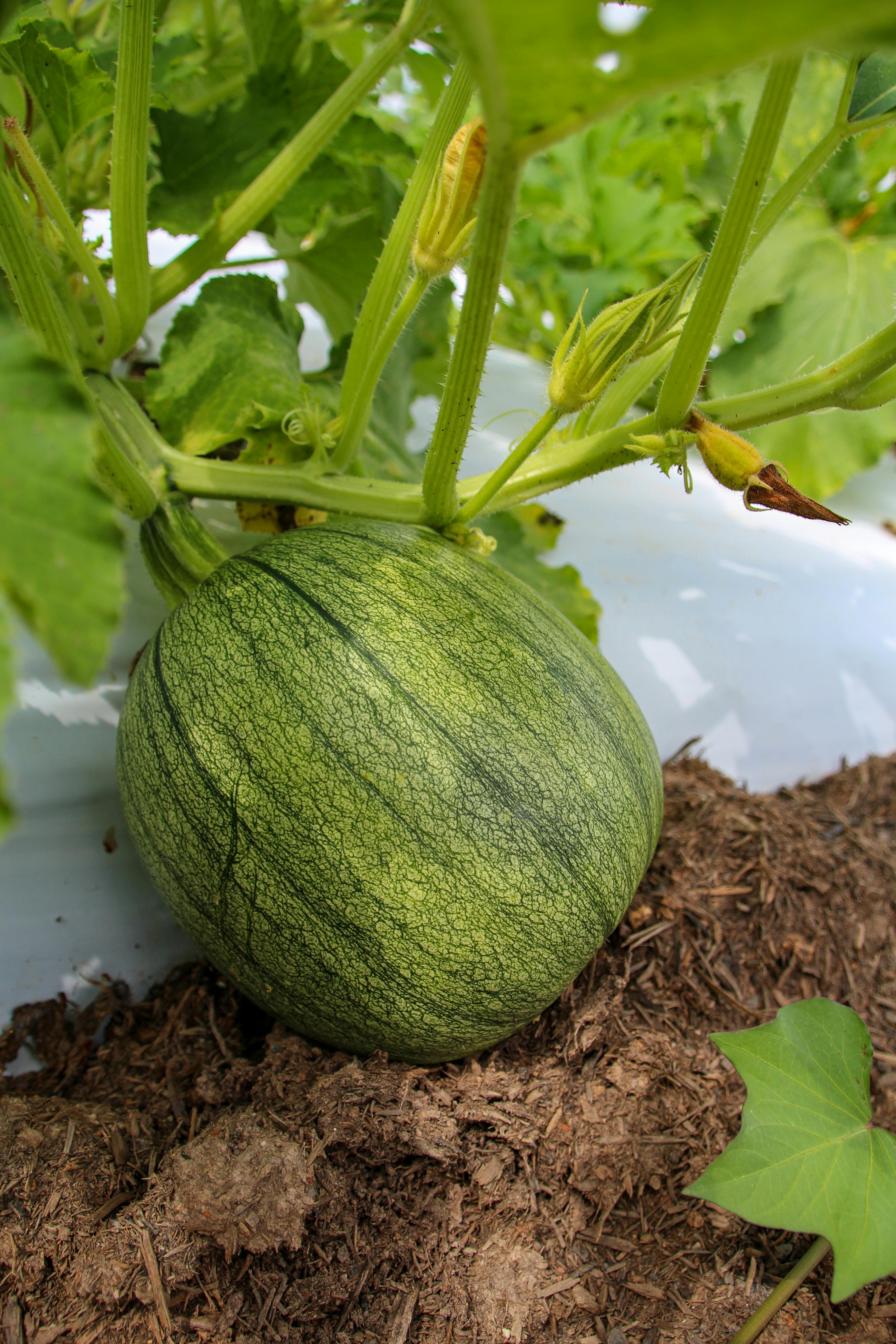 Green Gourd on Brown Soil · Free Stock Photo