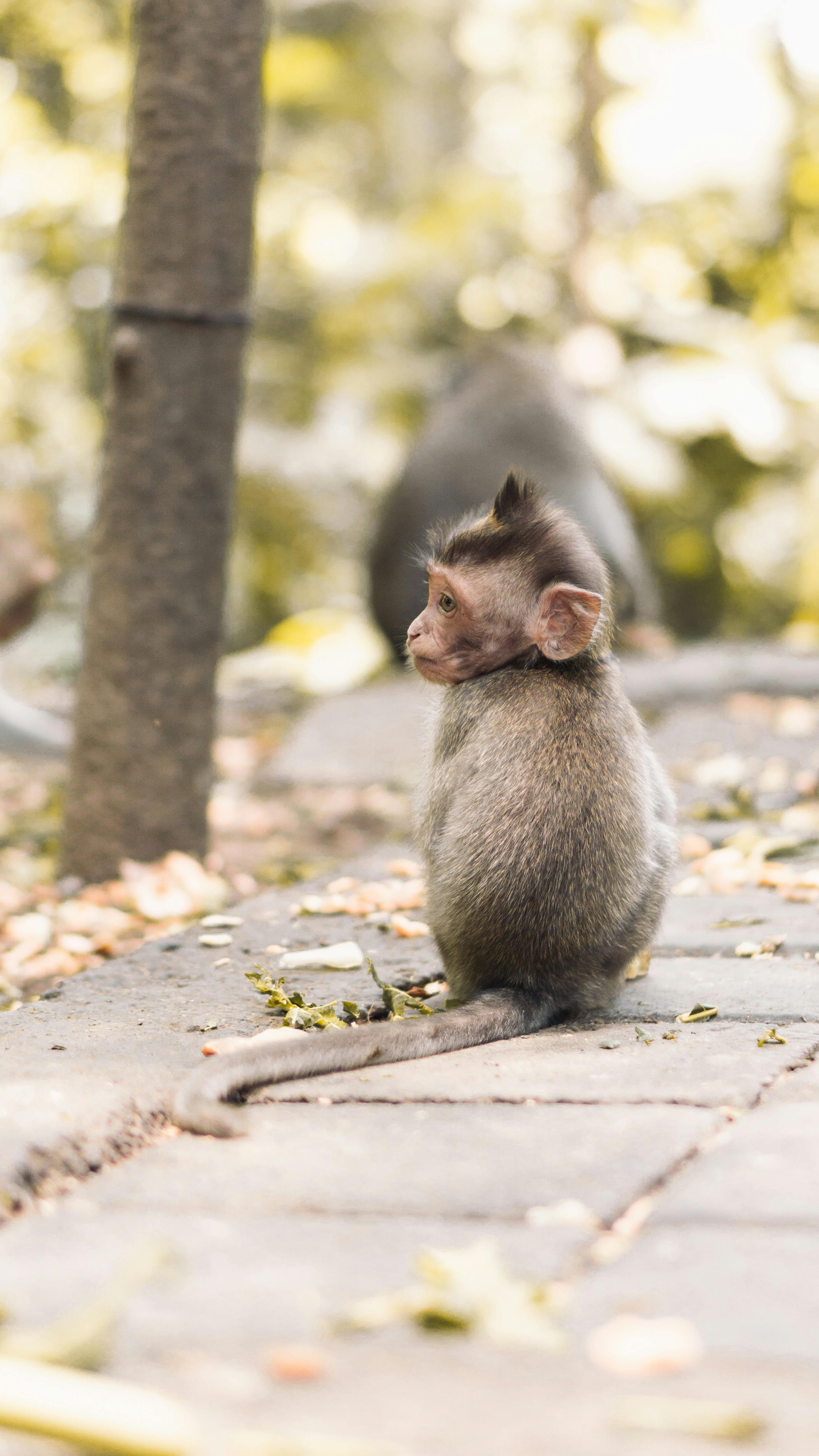 Very Small Monkey Wallpapers