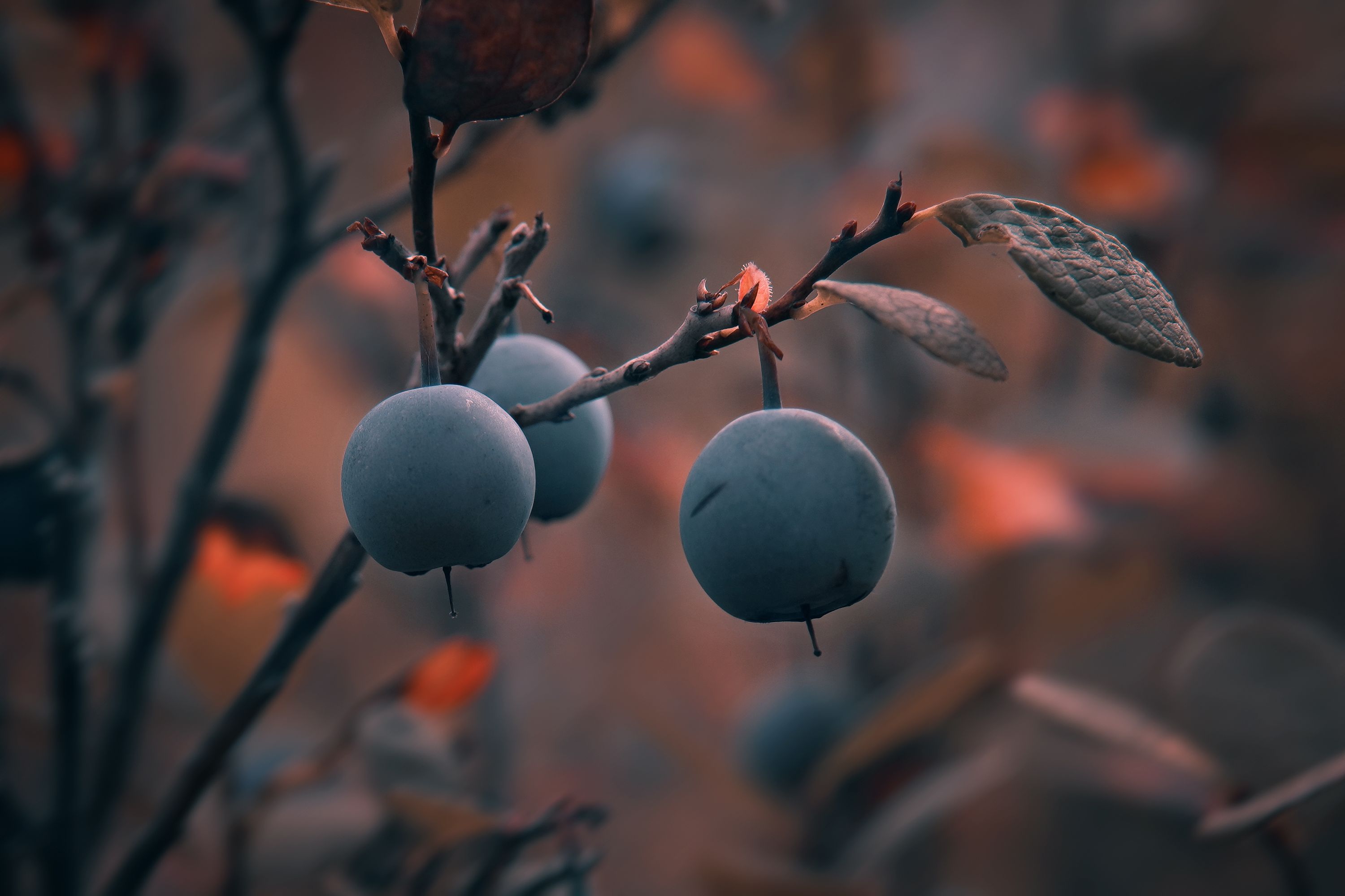 Fruit on Branches · Free Stock Photo