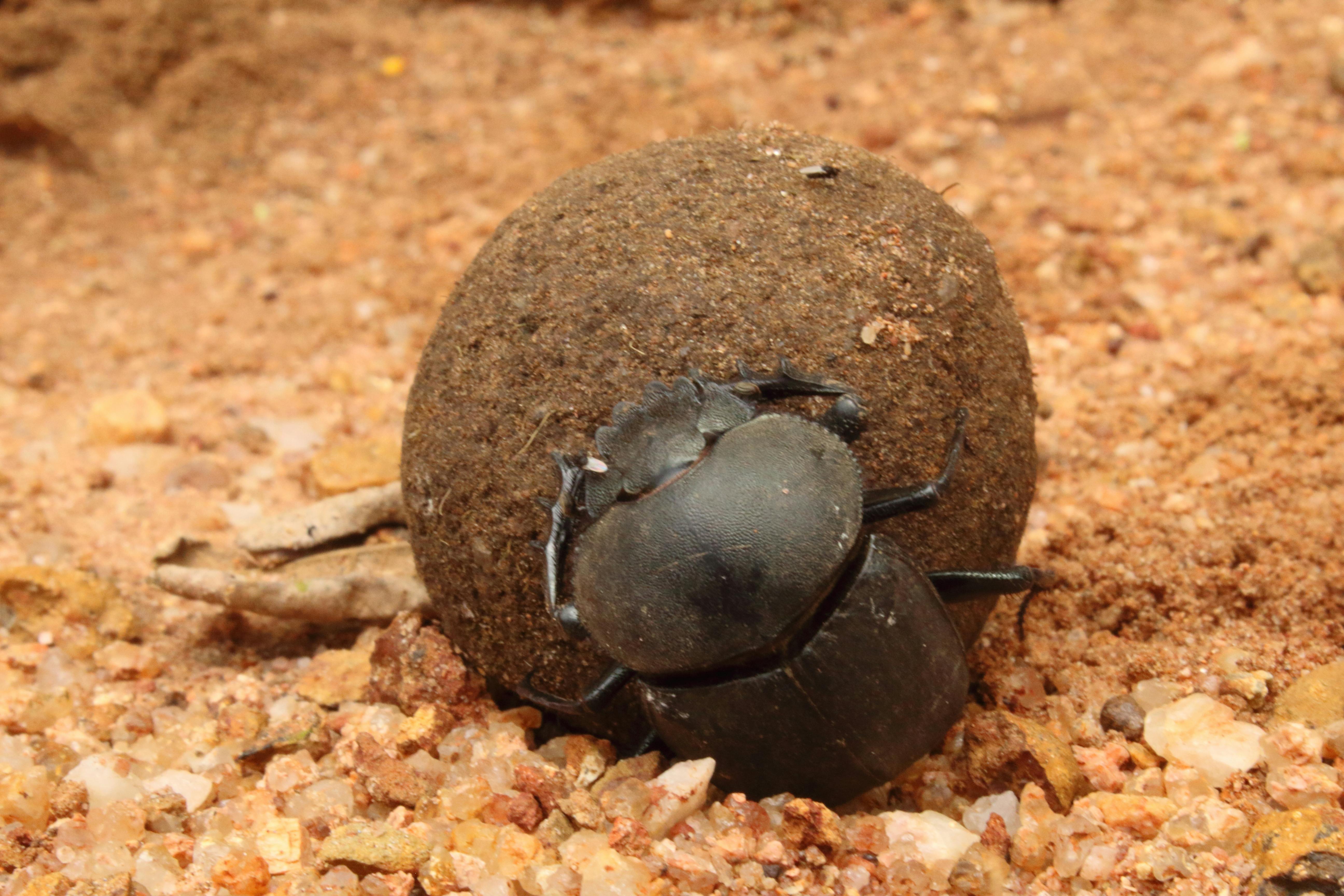 Free stock photo of beetles, dung, dung beetles Free stock photo of beetles, dung, dung beetles