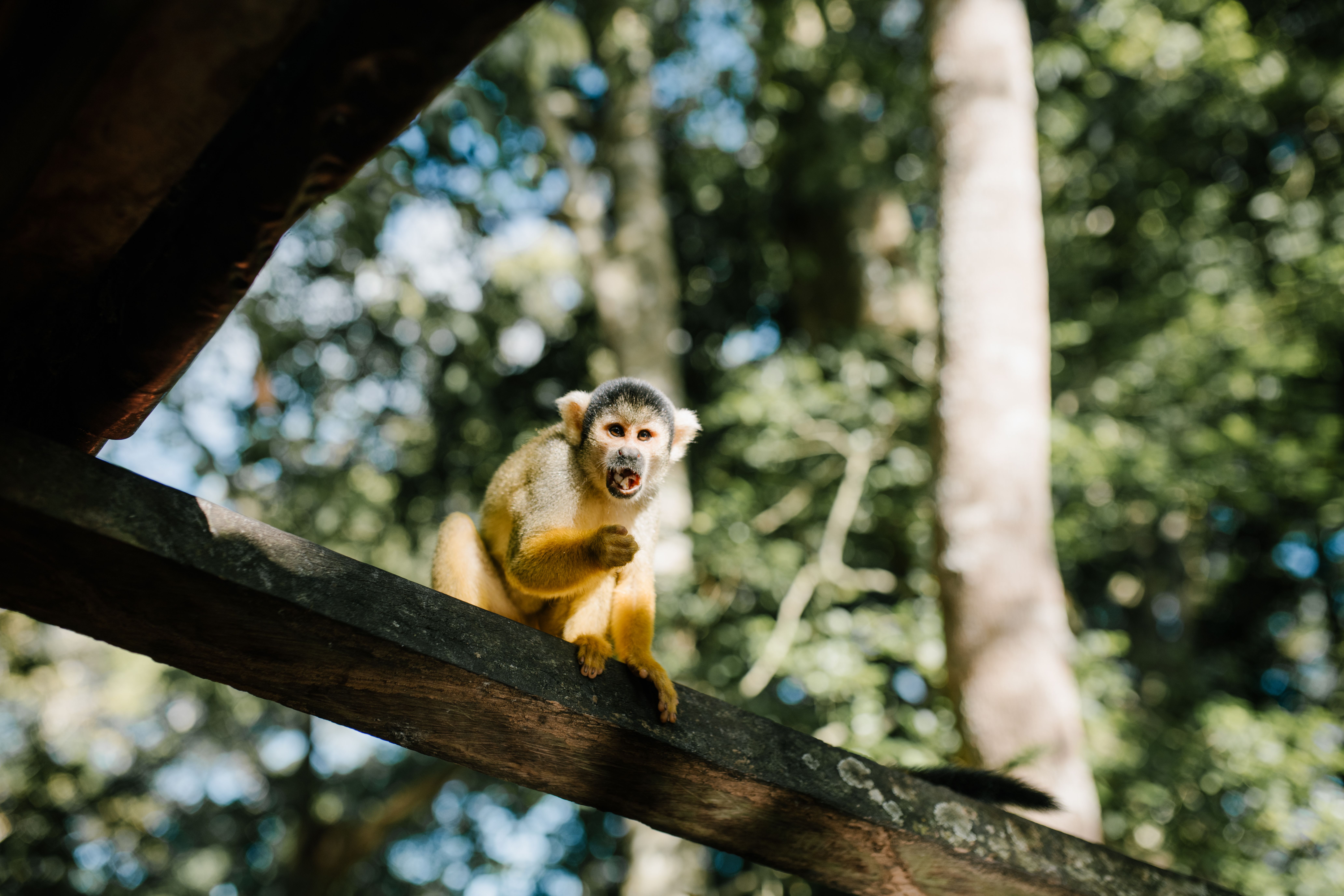 Small monkey sitting on wooden cross beam in park · Free Stock Photo