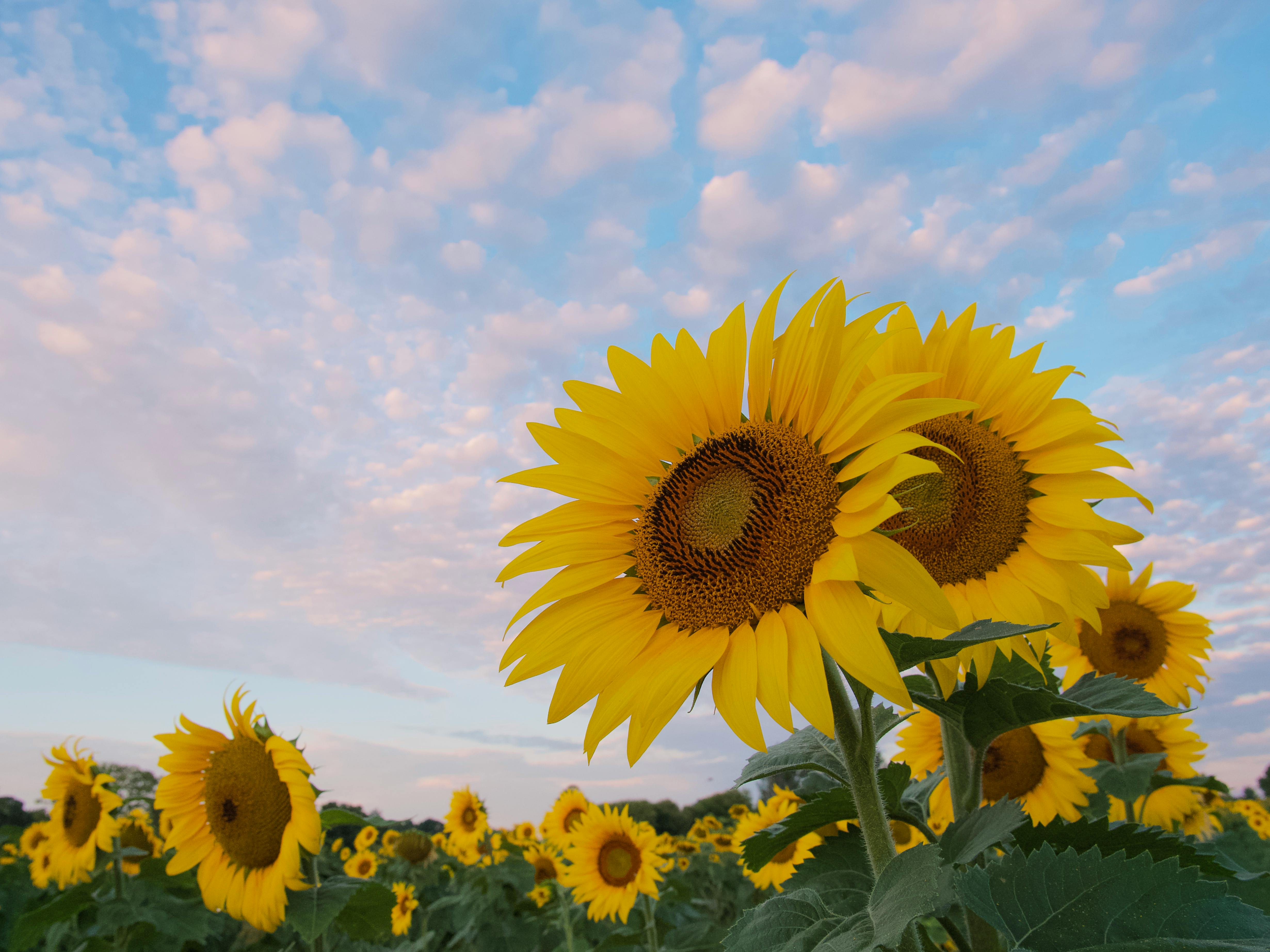 Yellow Sunflowers on a Field · Free Stock Photo