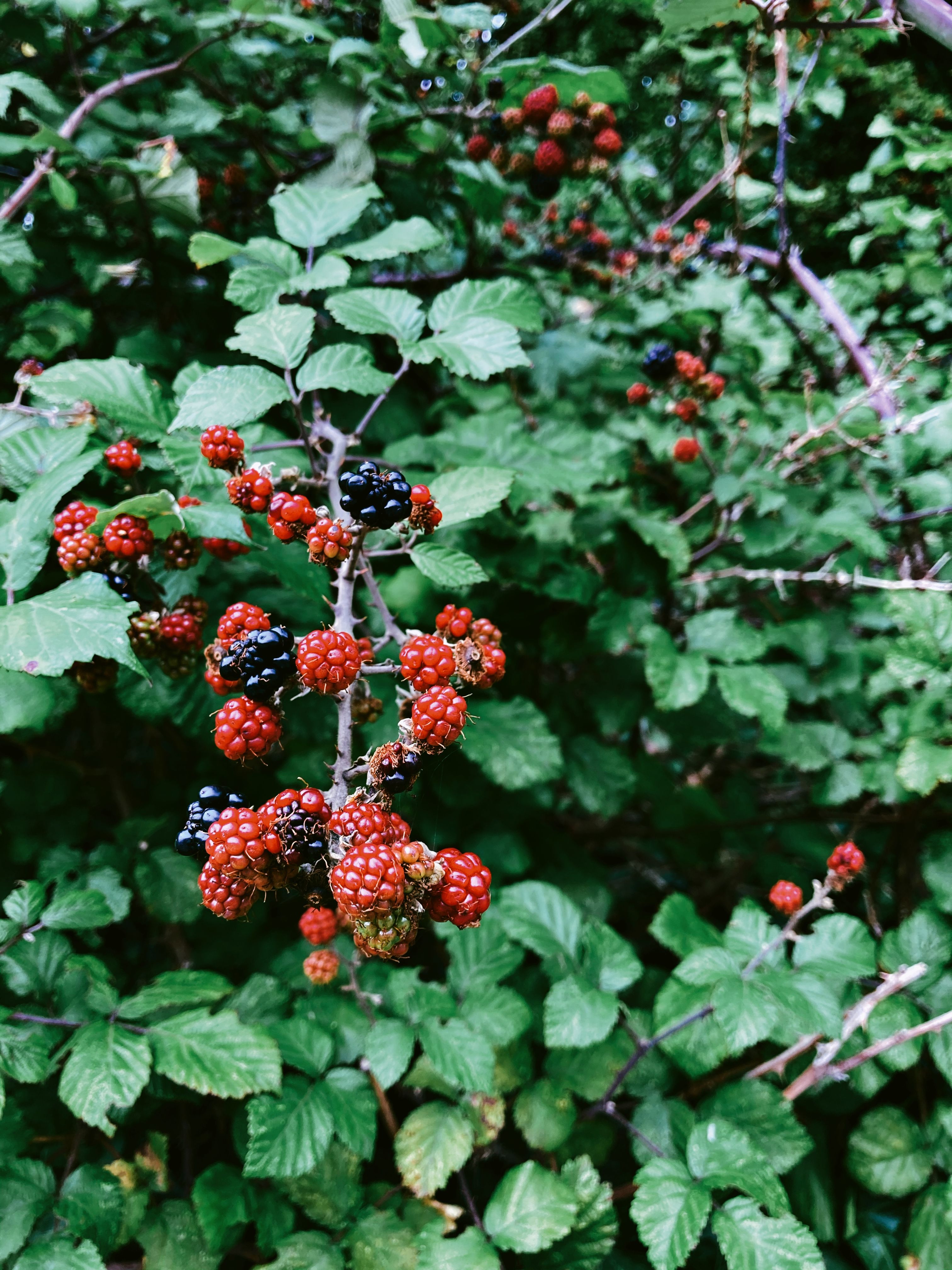 Green leaf of bush in nature · Free Stock Photo