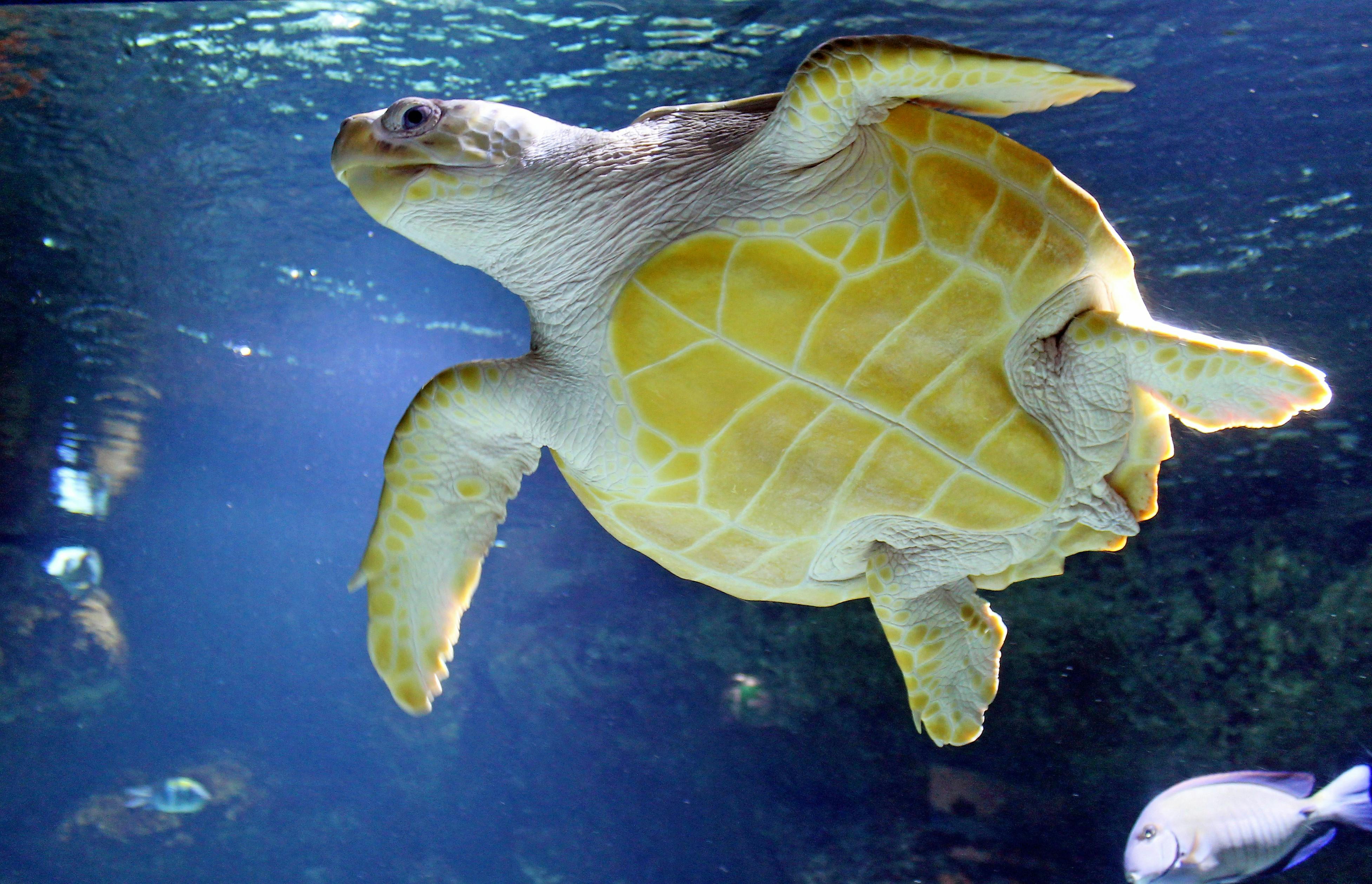 Turtle Wallpaper Photos, Download The BEST Free Turtle Wallpaper Stock ...