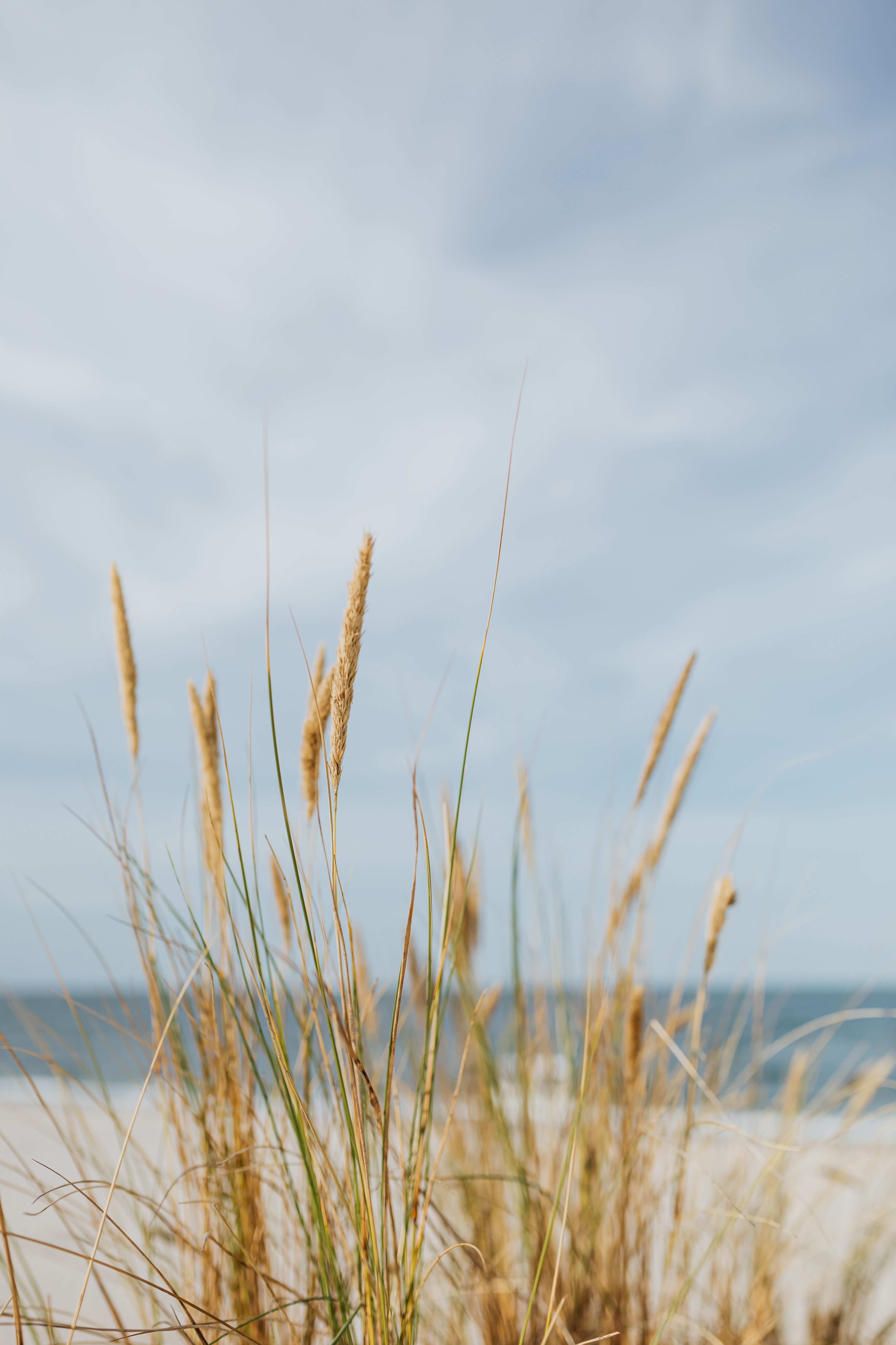 Grass at Beach · Free Stock Photo