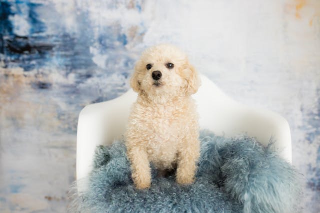 Discover Miniature Poodle Colors: A Comprehensive Guide