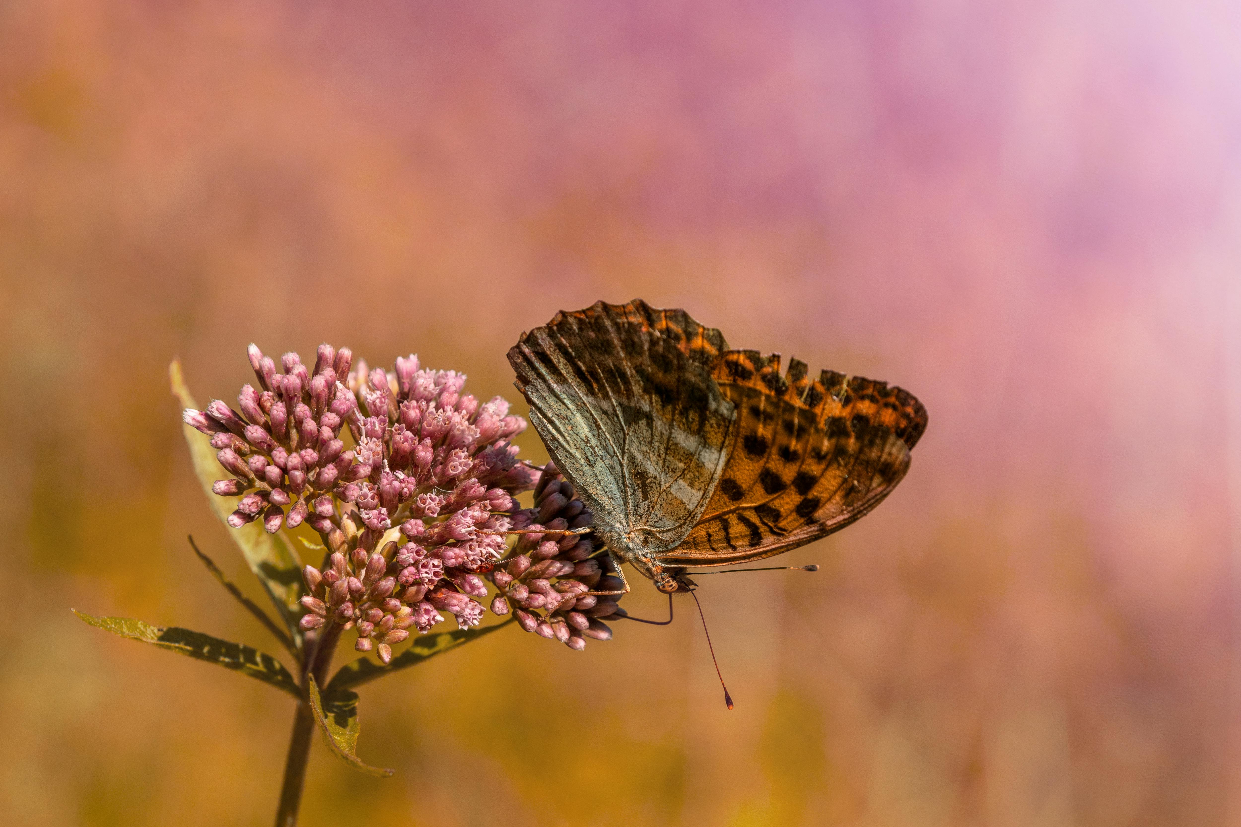 Hummingbird moth collecting sweet pollen from purple flower · Free ...