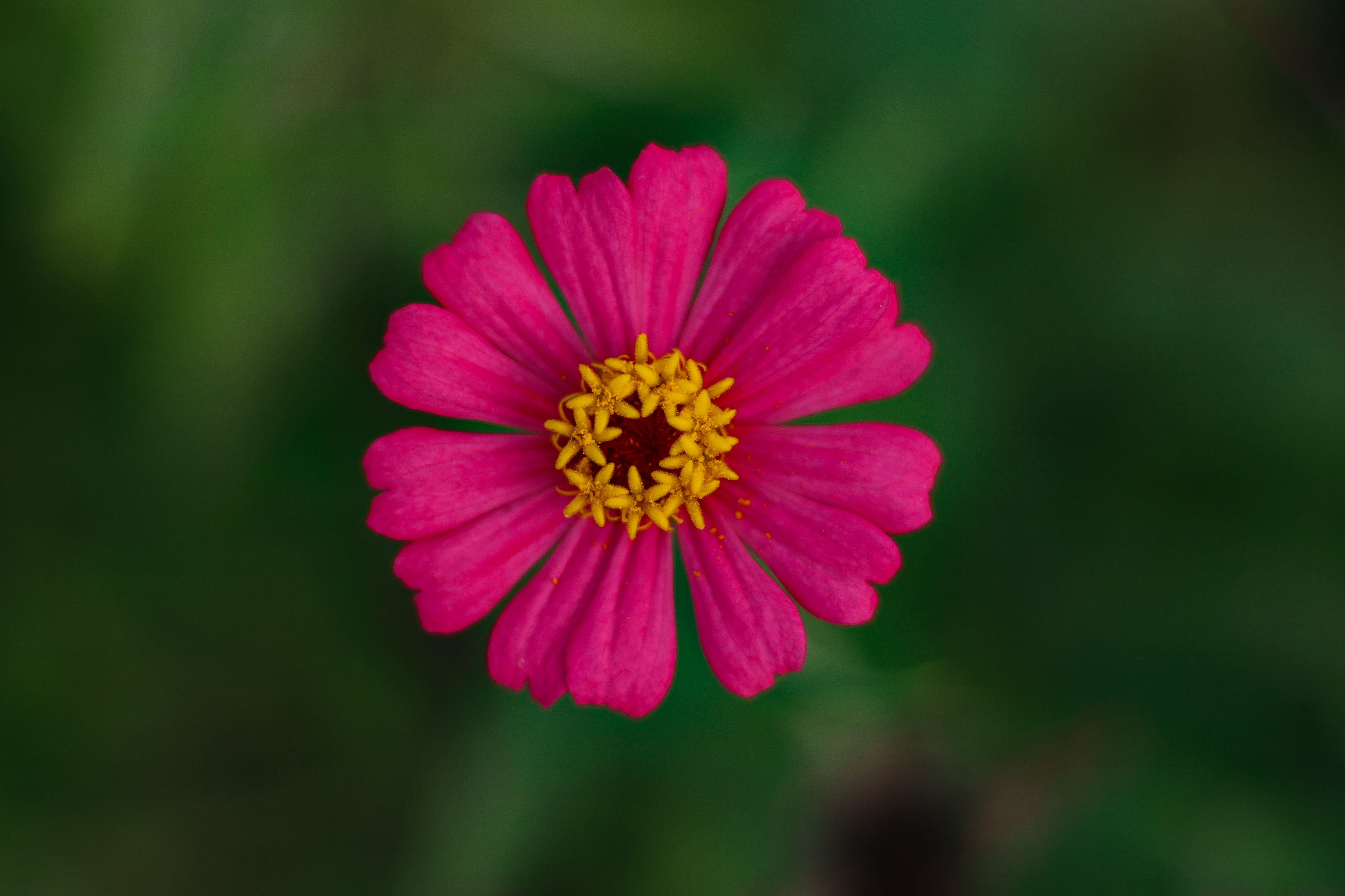 Bright pink petals of flower in nature · Free Stock Photo