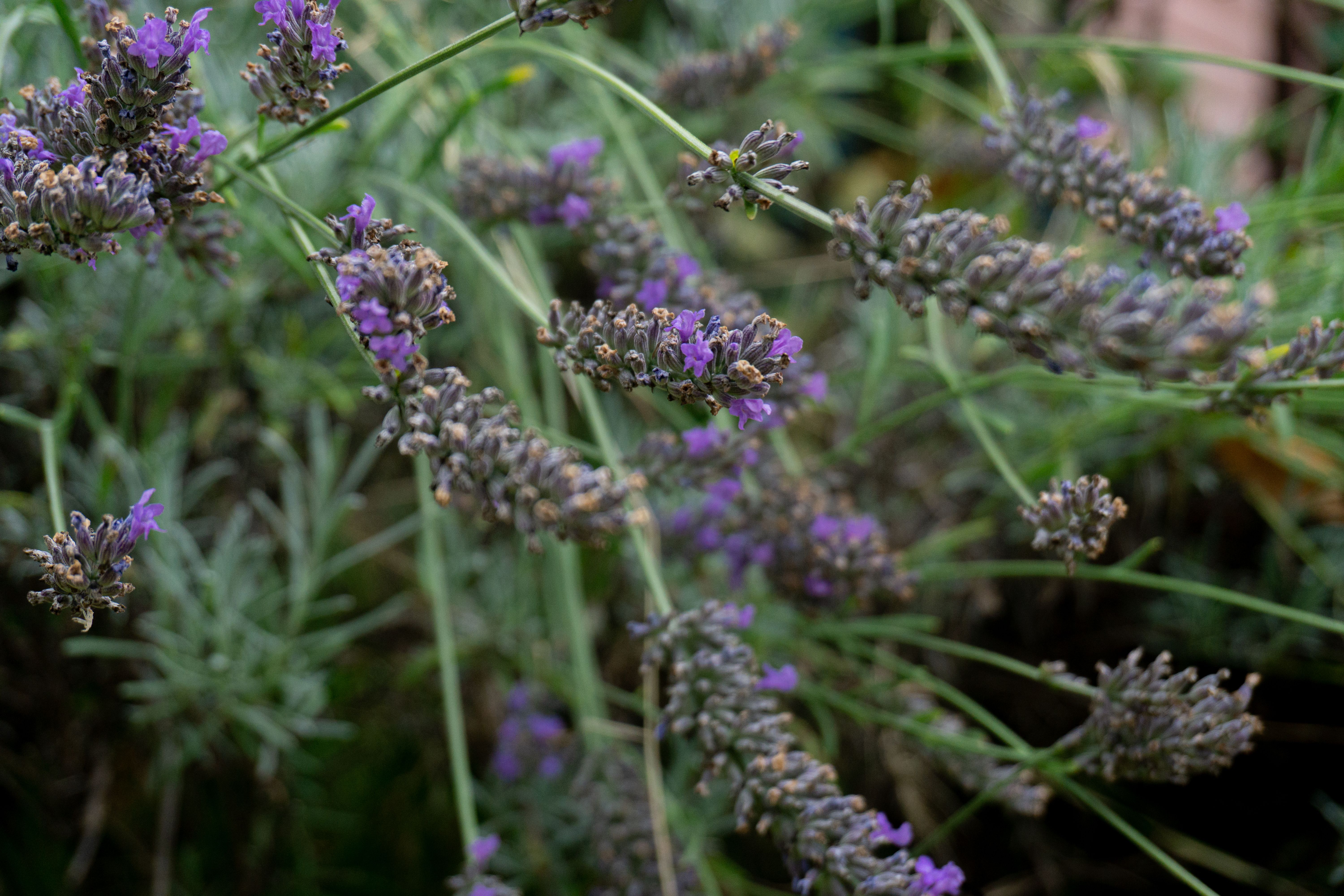 Piles of Lavander Flowers in Wooden Crate · Free Stock Photo
