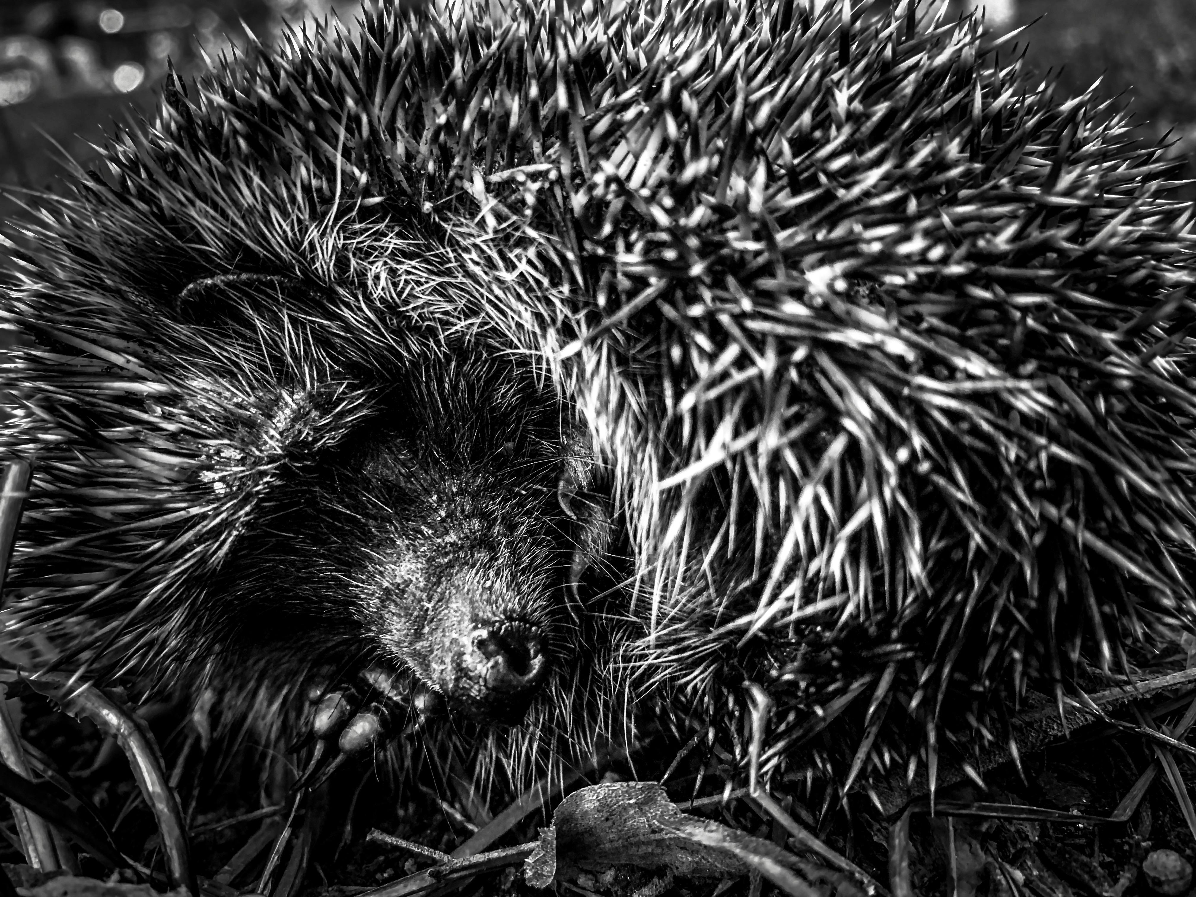 Close-Up Shot of a Hedgehog · Free Stock Photo