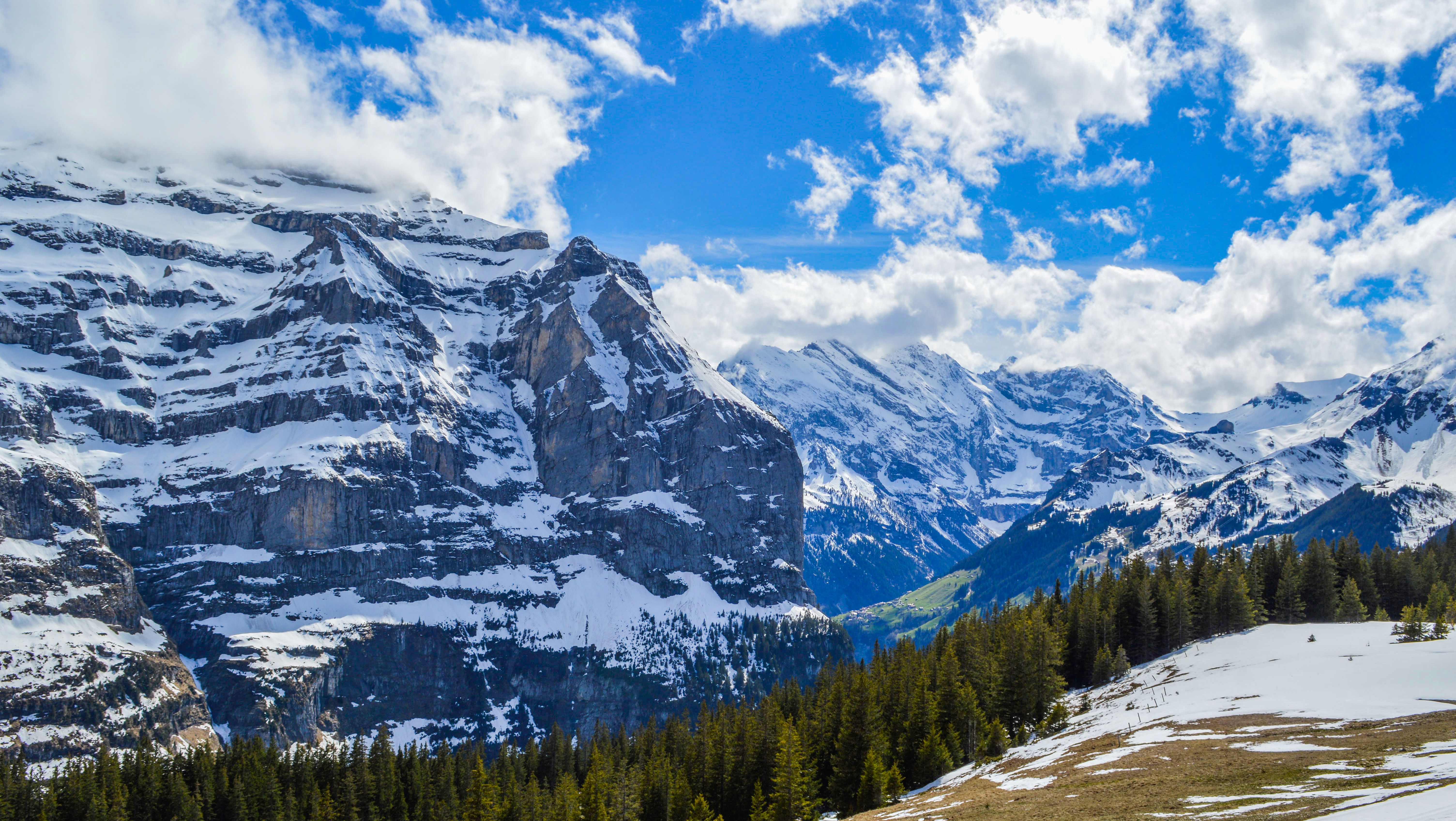 Evergreen trees growing in snowy mountainous valley · Free Stock Photo