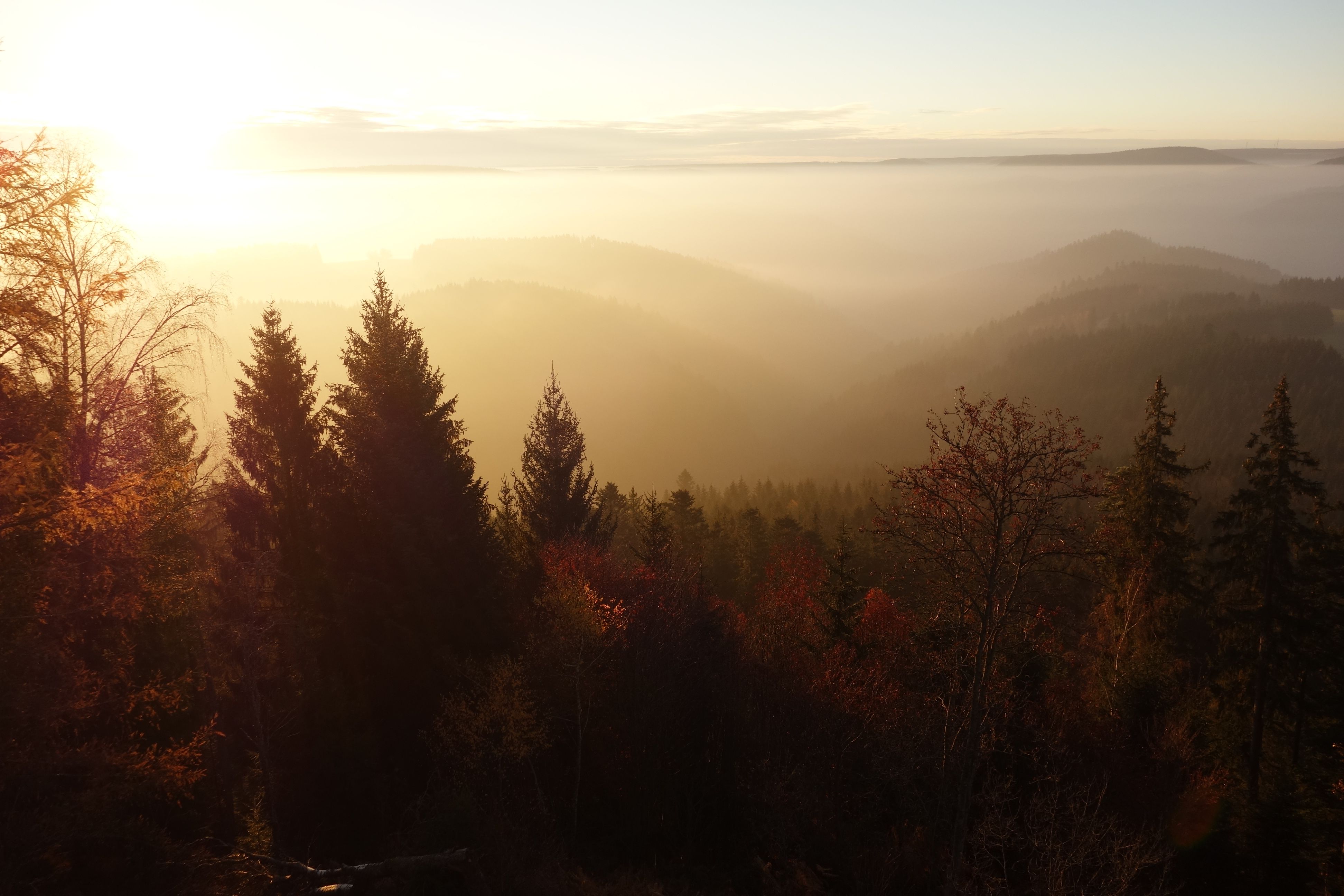 Trees in the Forest · Free Stock Photo