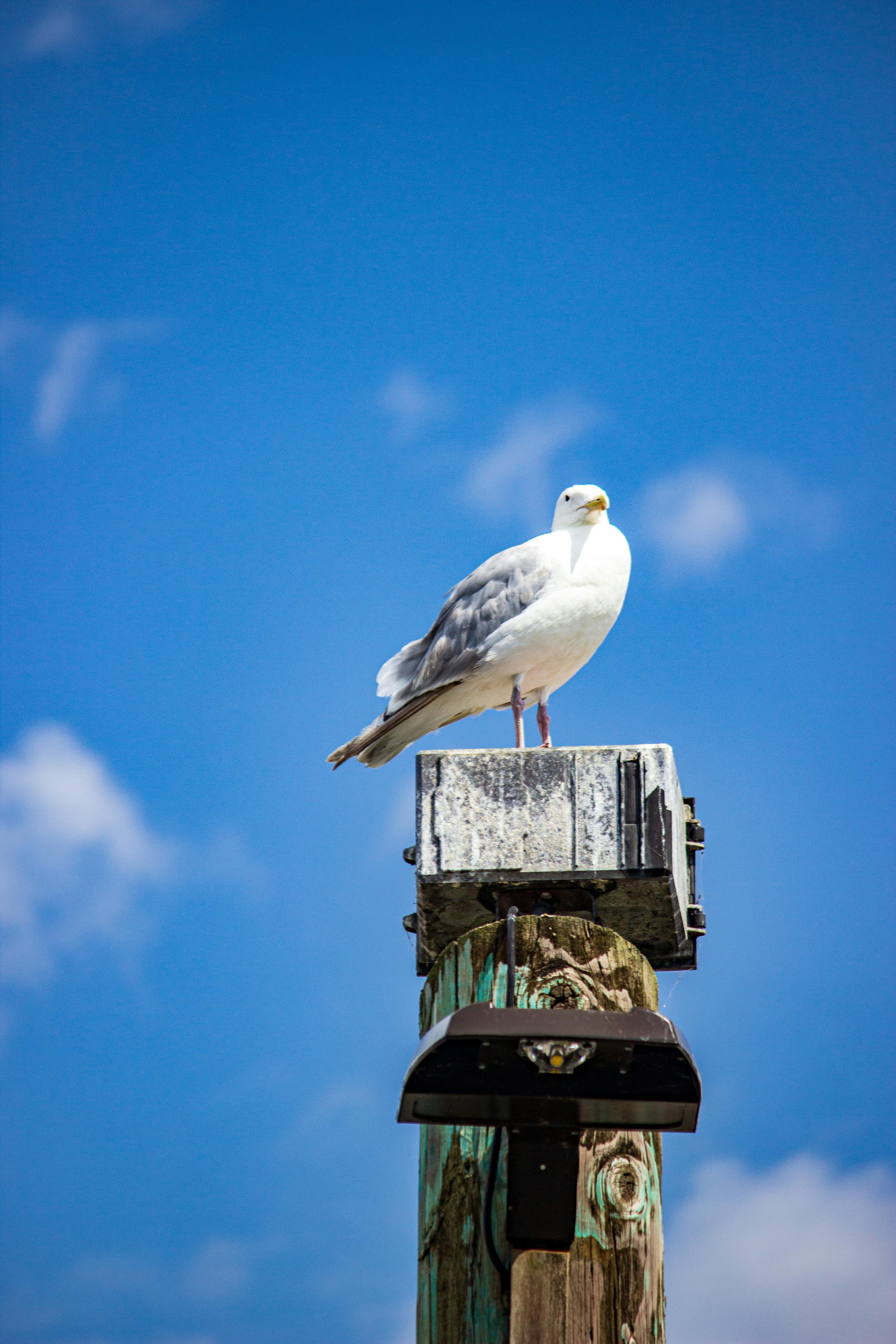 Seagull Perching on a Pole · Free Stock Photo