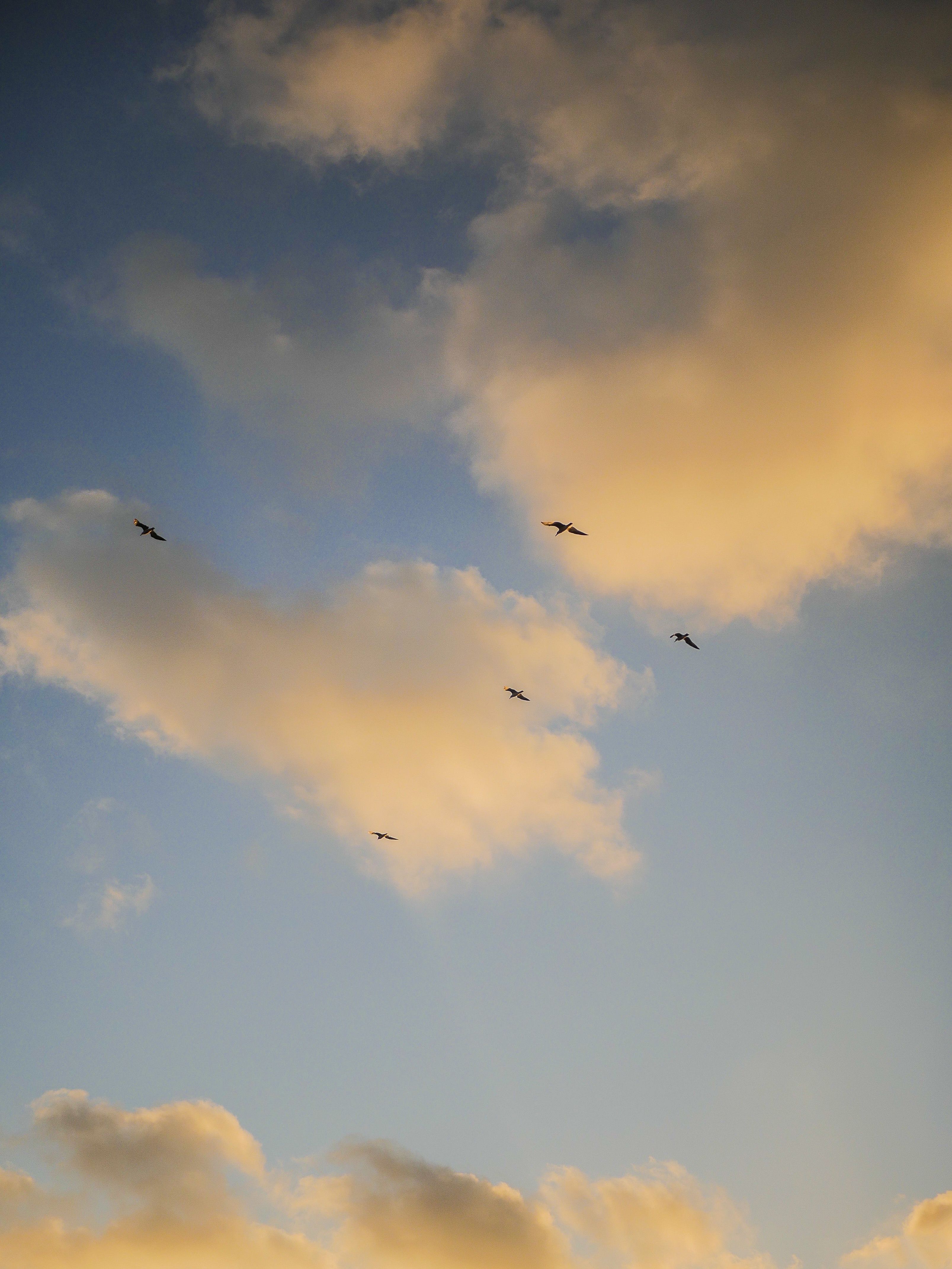 30,000+ Best Flying Birds Photos · 100% Free Download · Pexels Stock Photos