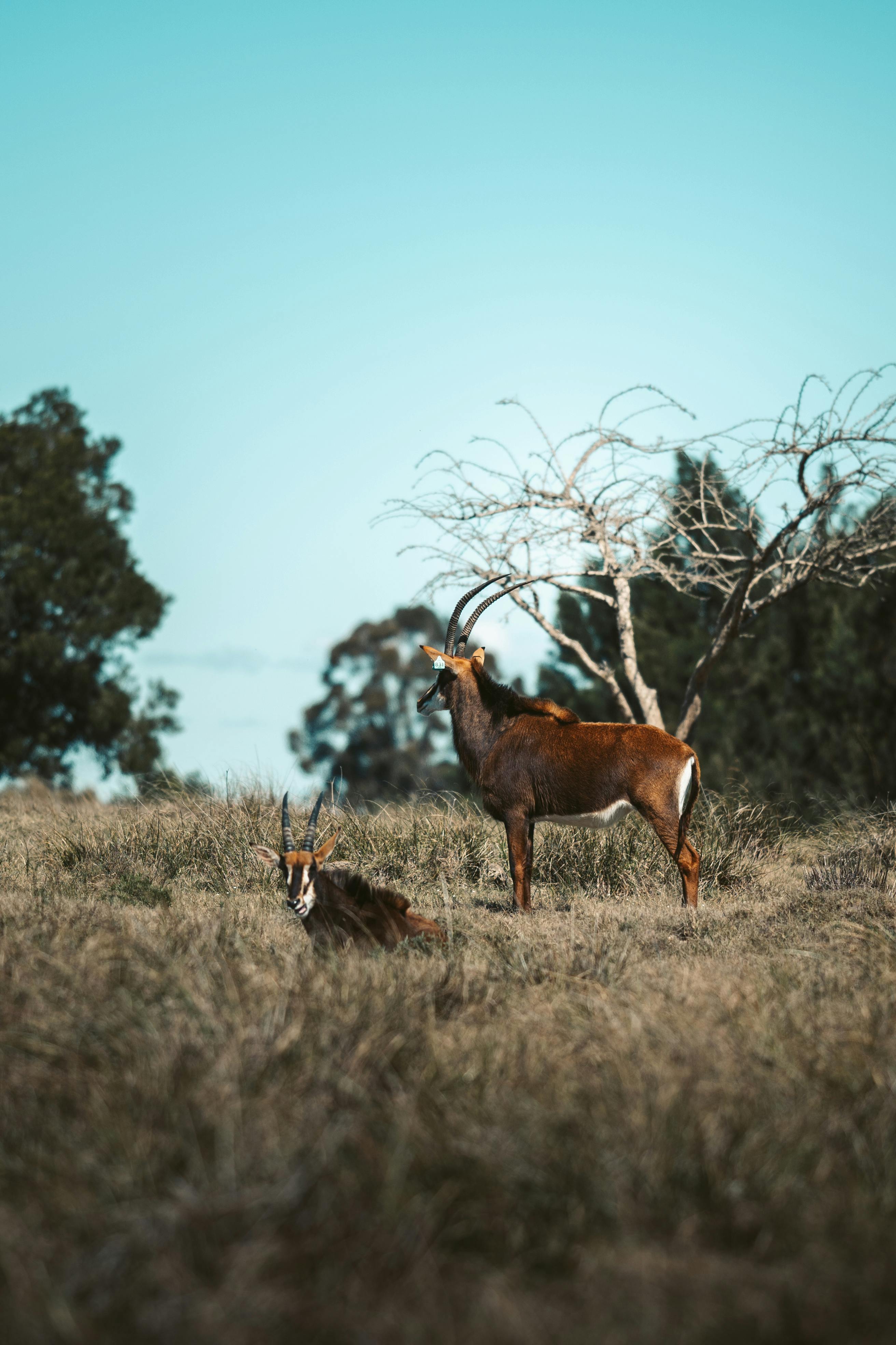 Brown Antelope Standing on the Ground during Daytime · Free Stock Photo