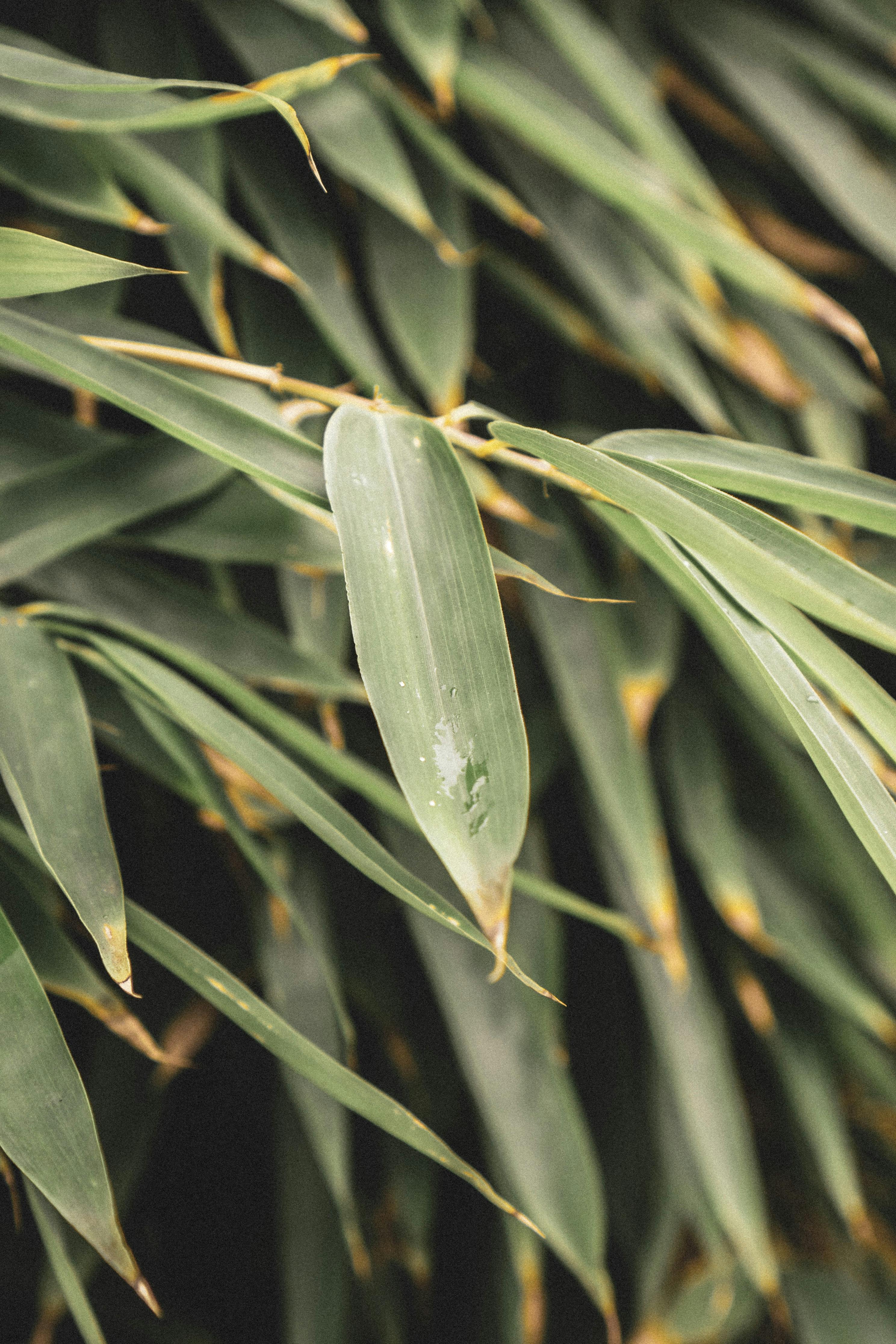 Close-up on Vertical Leaves · Free Stock Photo