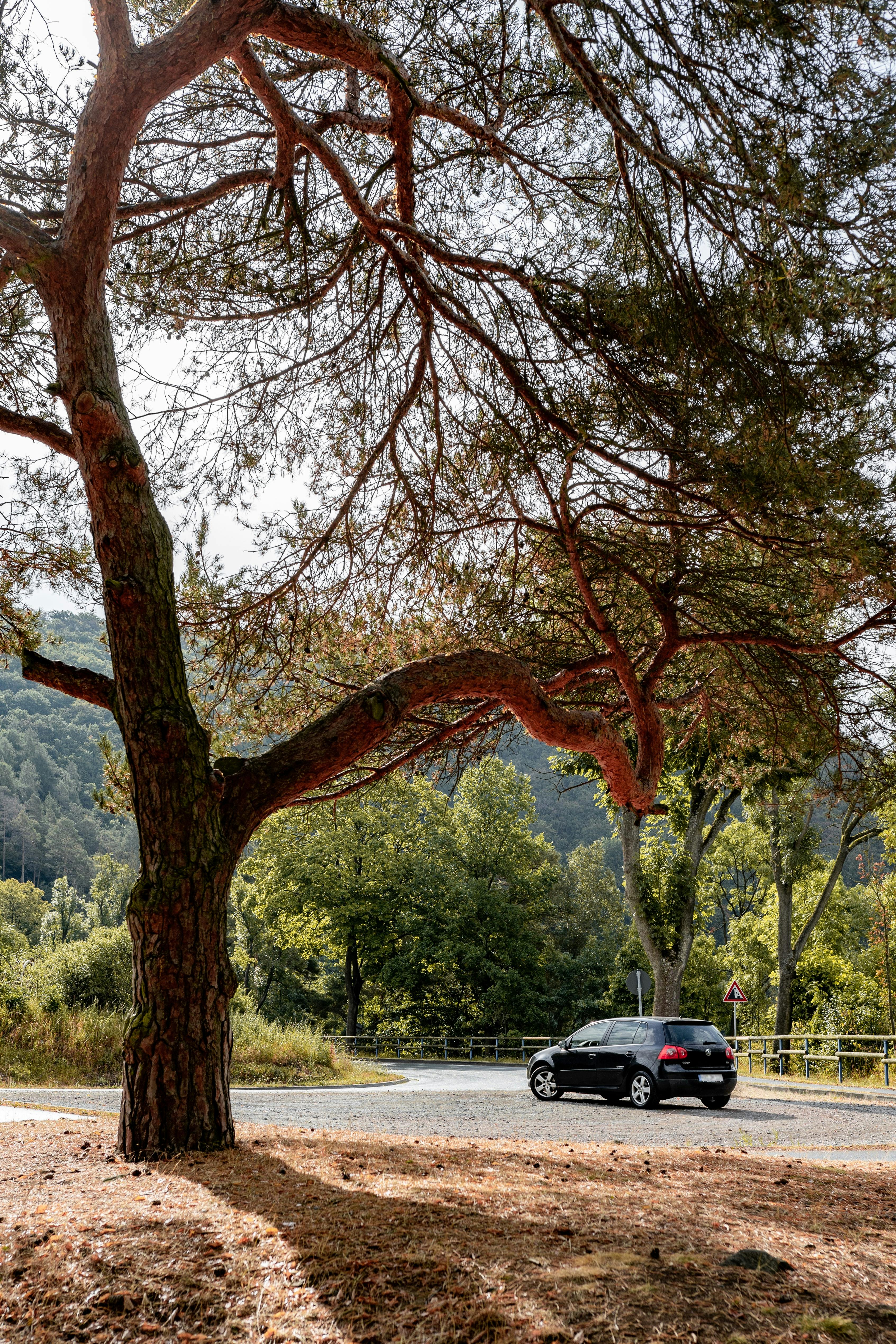 Photo of a Tree in a Car in Rural Landscape · Free Stock Photo